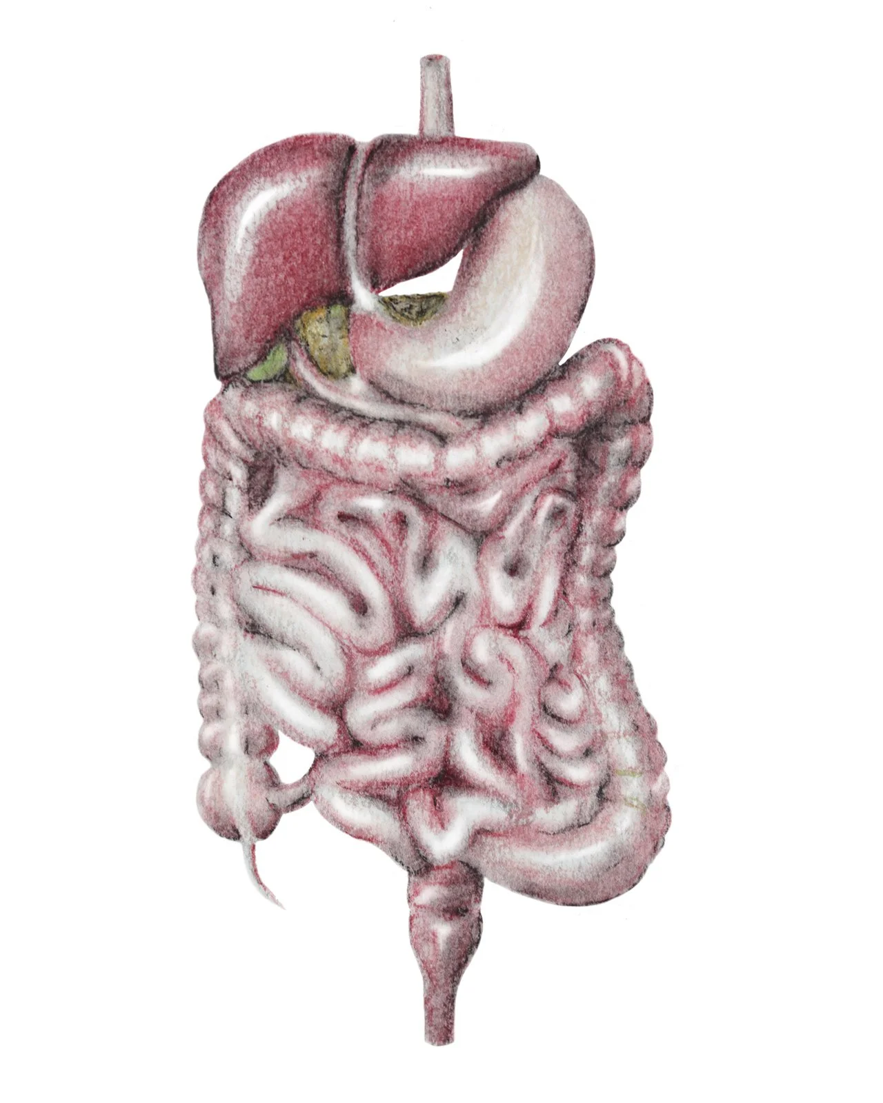 Digestive System — BioCreative Arts