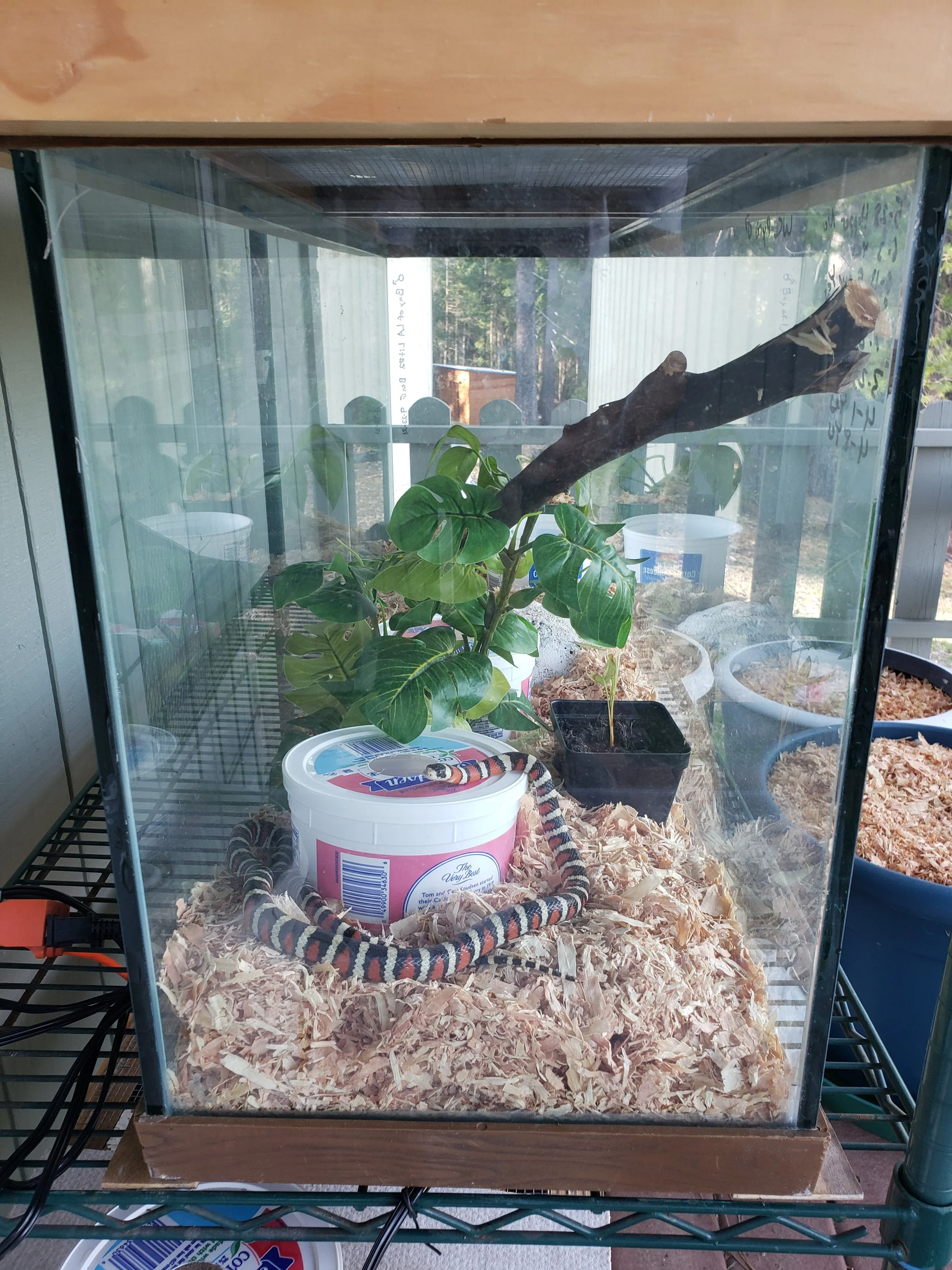 Gallery 1 — Ethical Reptile Breeding | Snakes For Sale in Northern ...