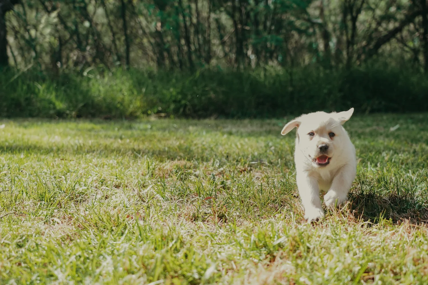 Morndew Current and Future Litters