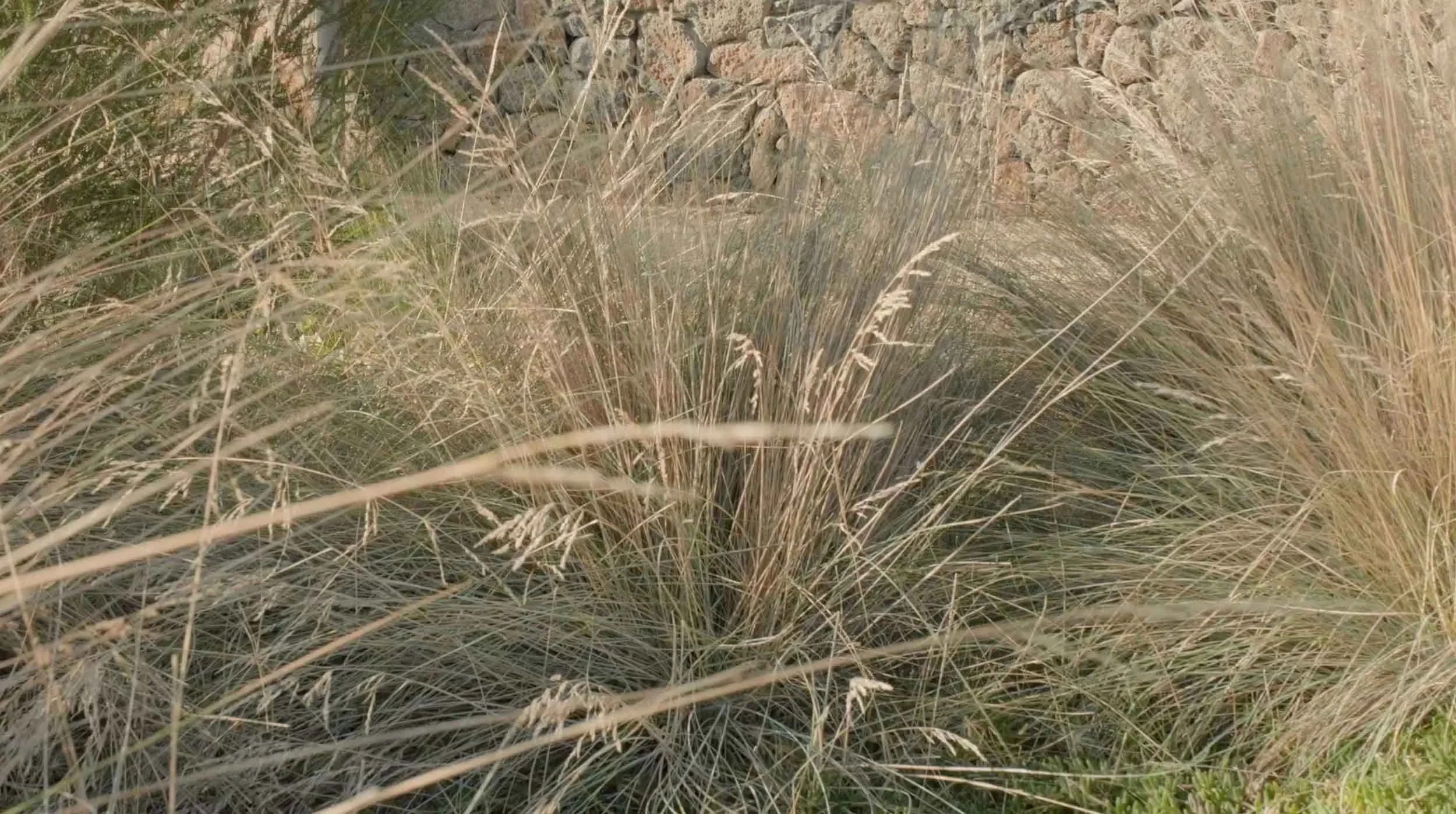 X Home Stage 0 — Grounded Studios