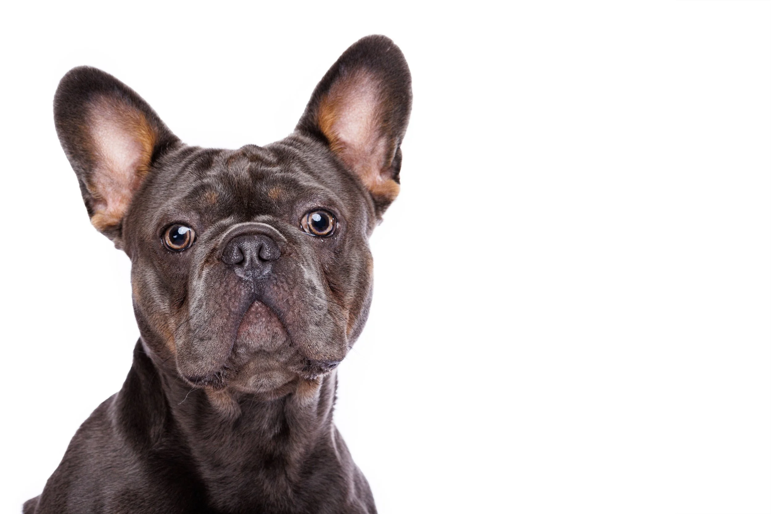 North Carolina Frenchies