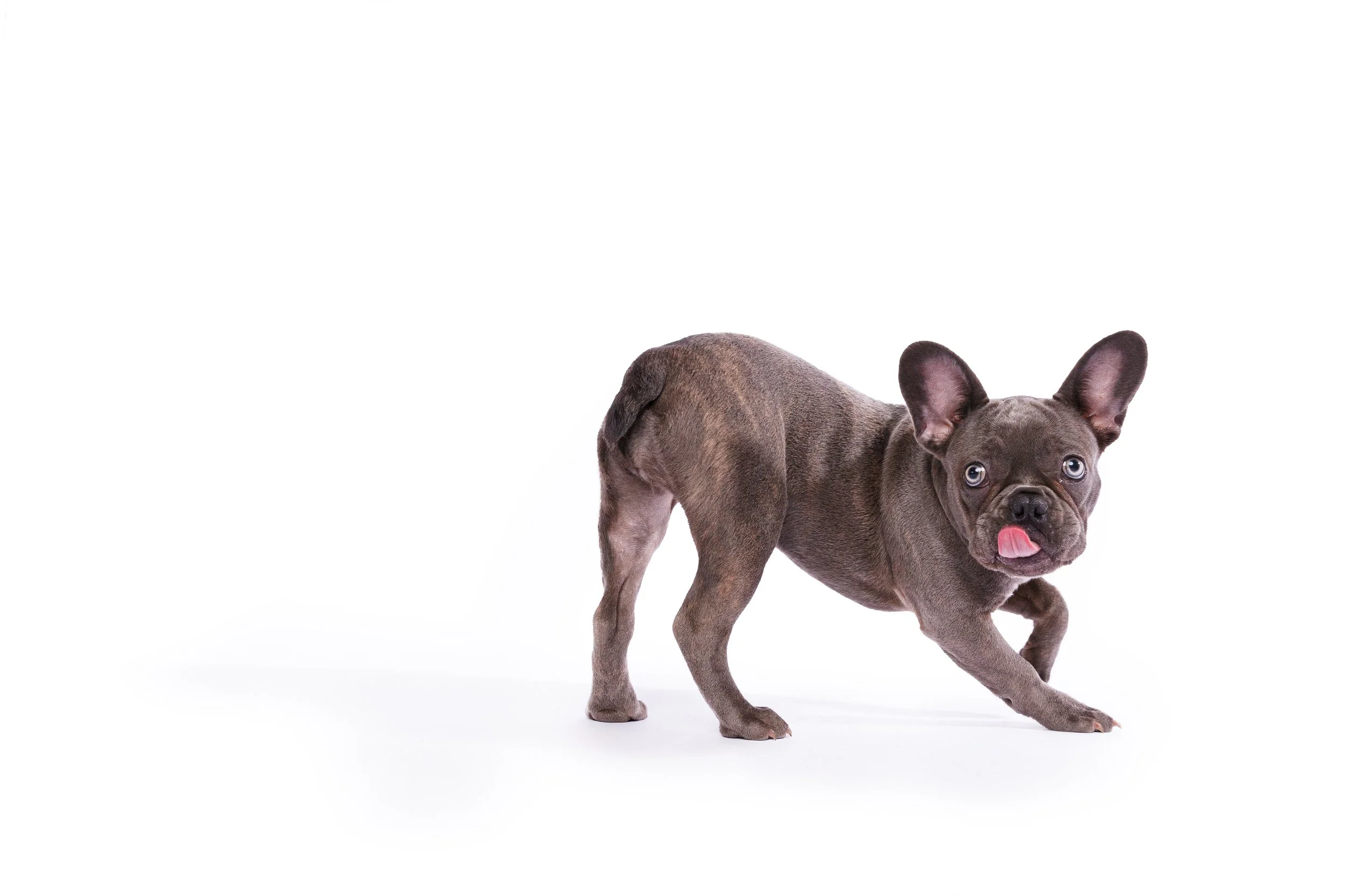 North Carolina Frenchies