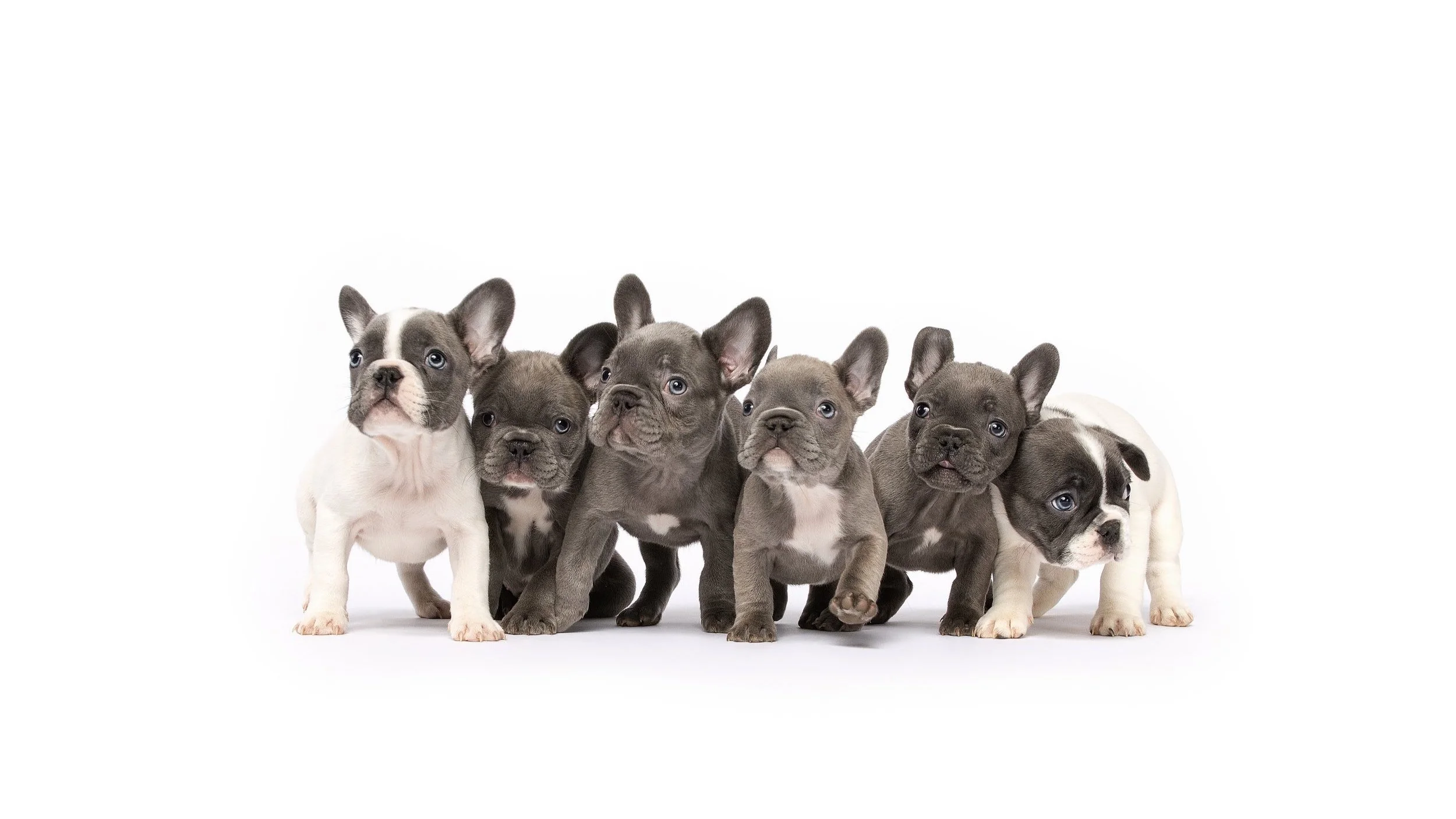 North Carolina Frenchies