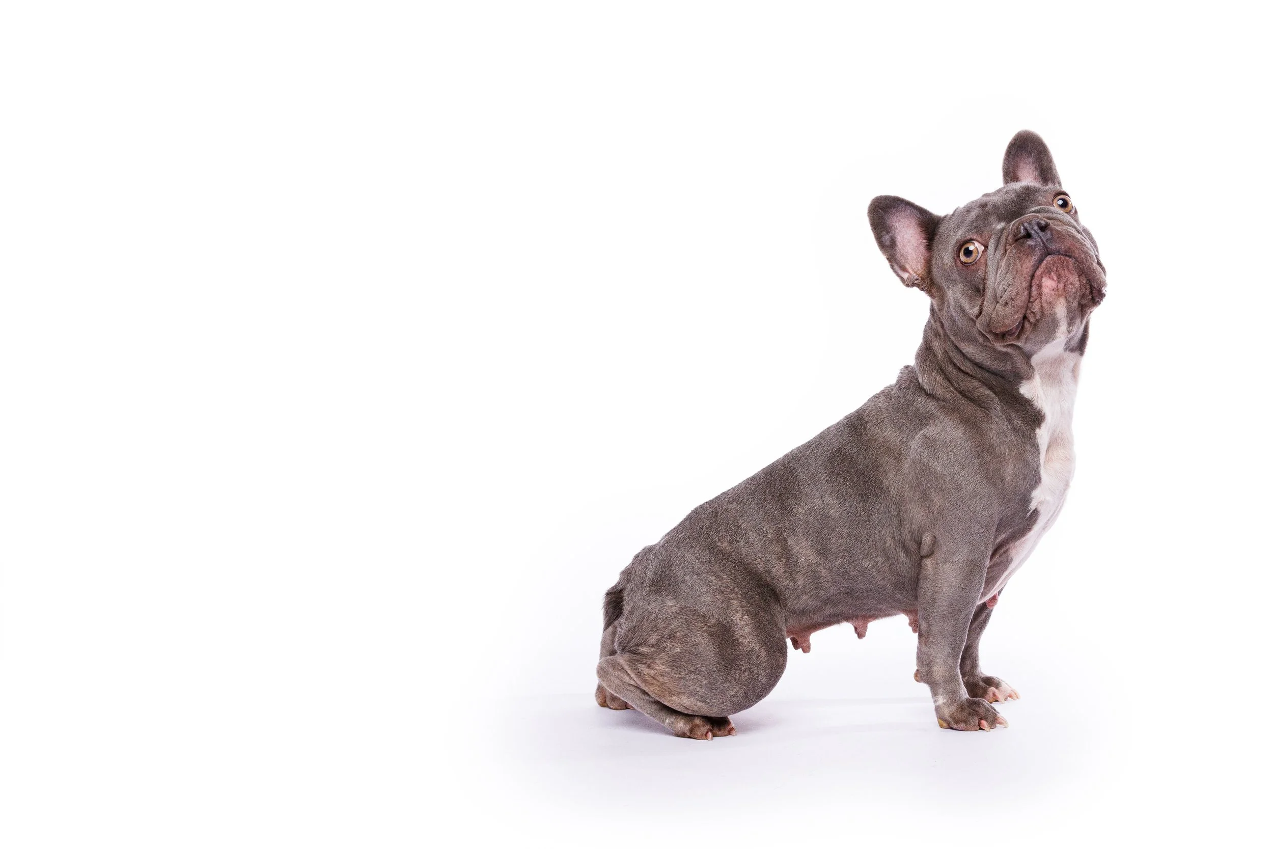 North Carolina Frenchies