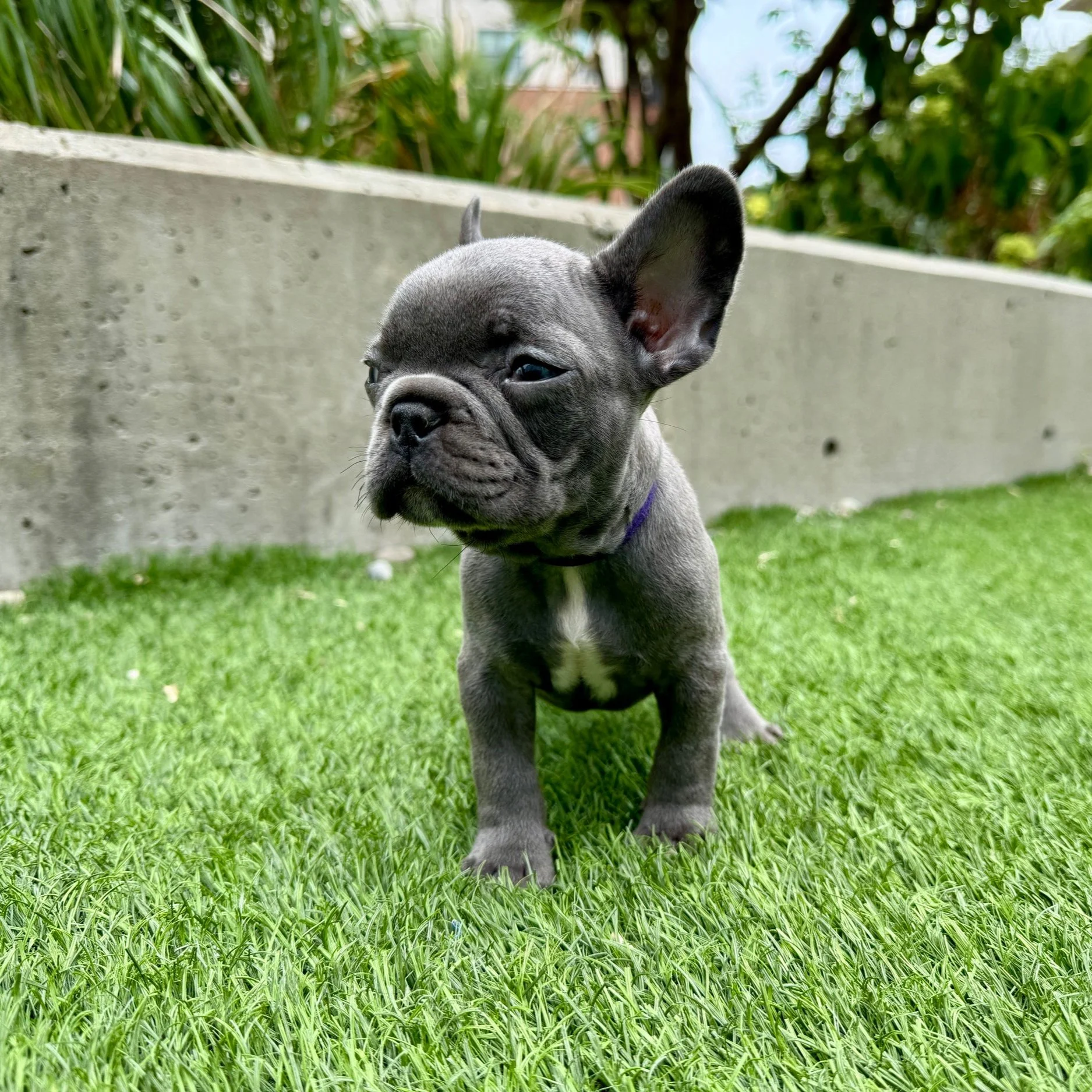 Available Puppies — North Carolina Frenchies