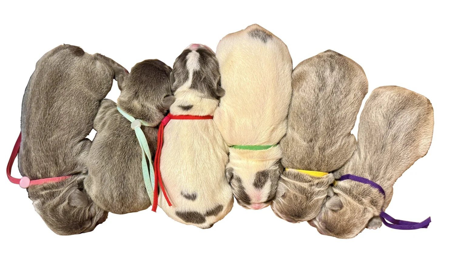 Available Puppies — North Carolina Frenchies