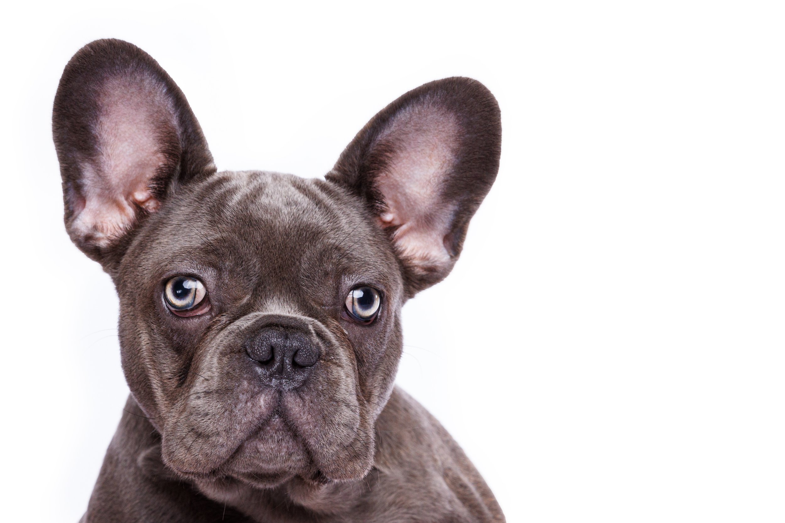 North Carolina Frenchies