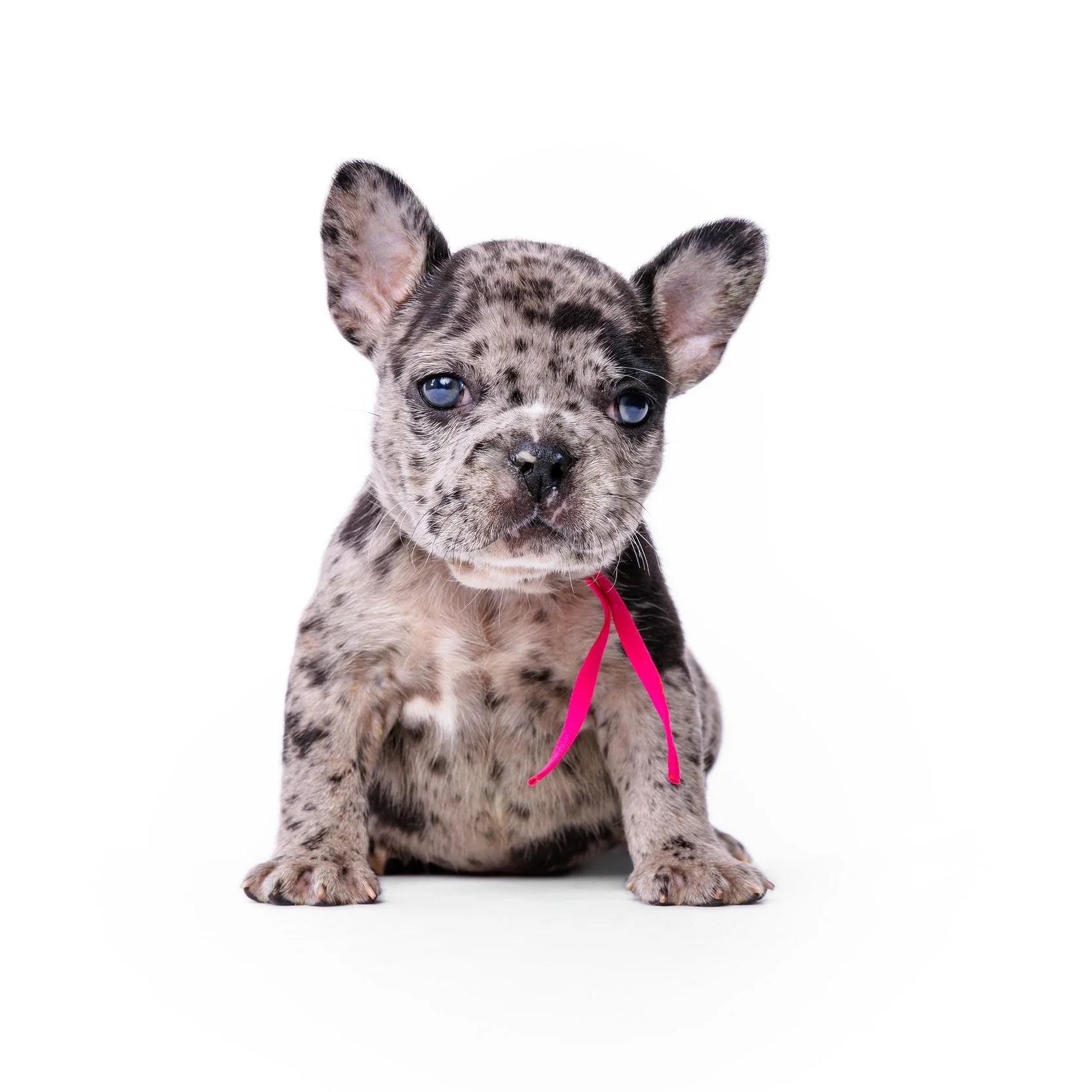 Available Puppies | Find Your Frenchie Today — North Carolina Frenchies