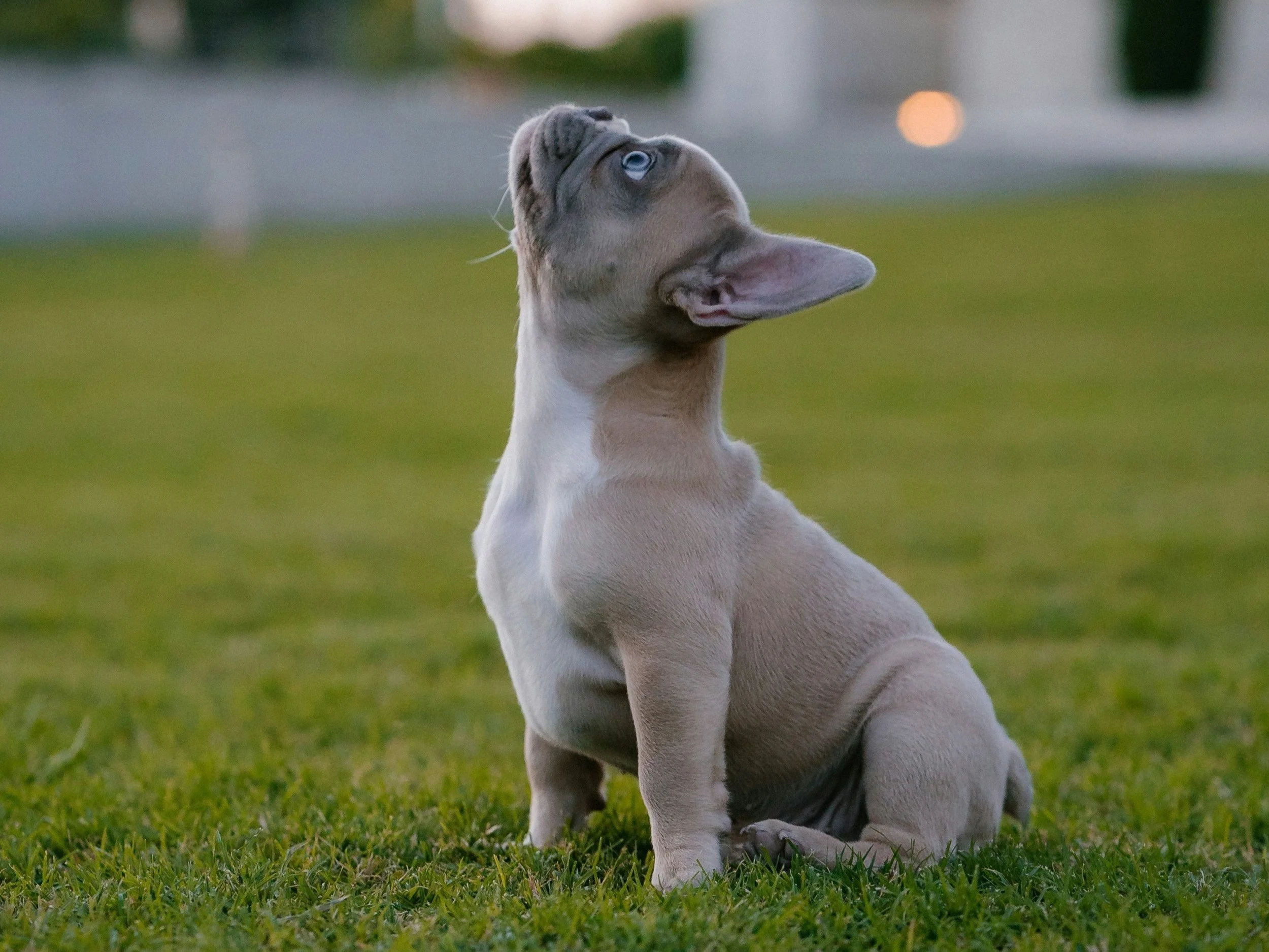North Carolina Frenchies