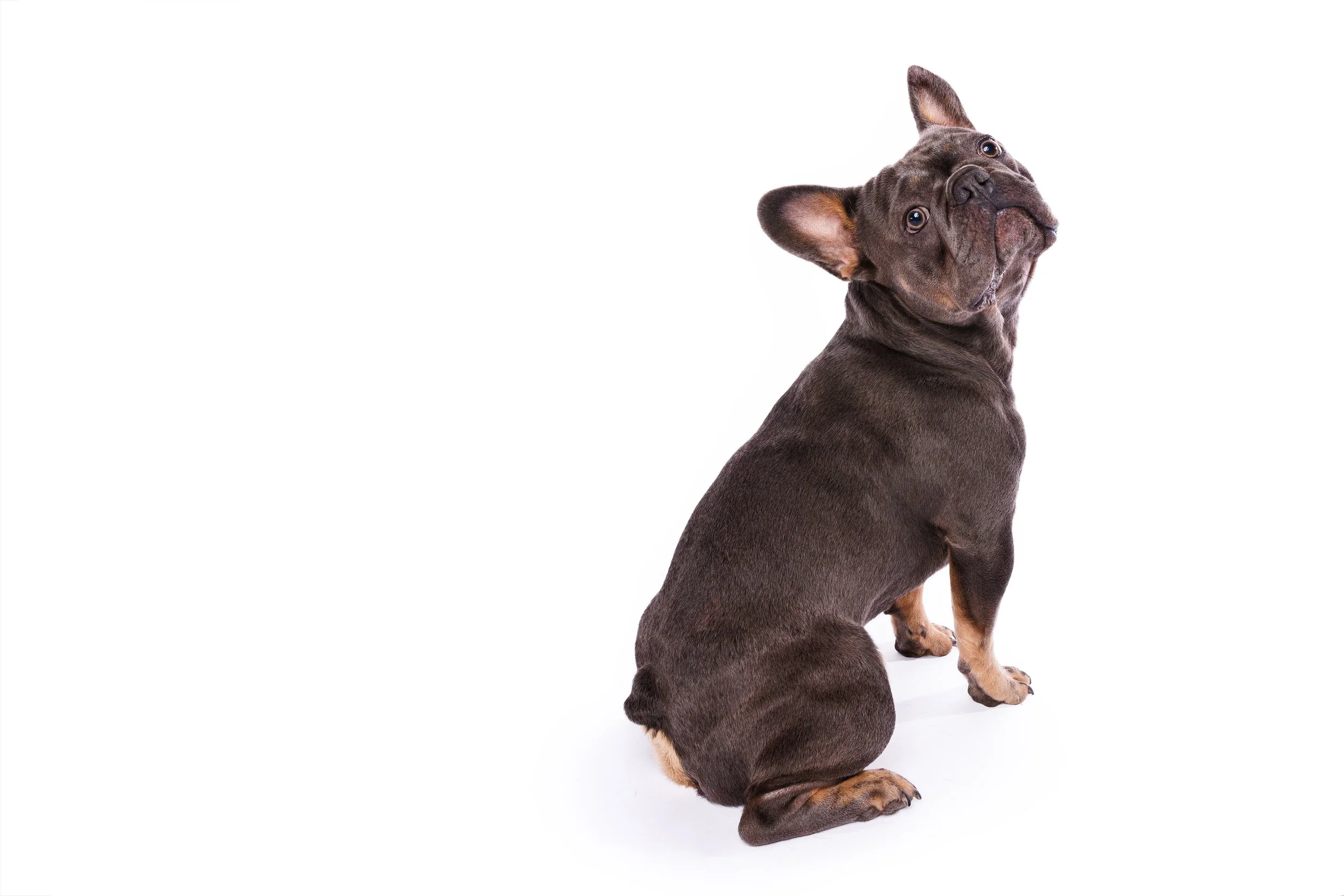 North Carolina Frenchies