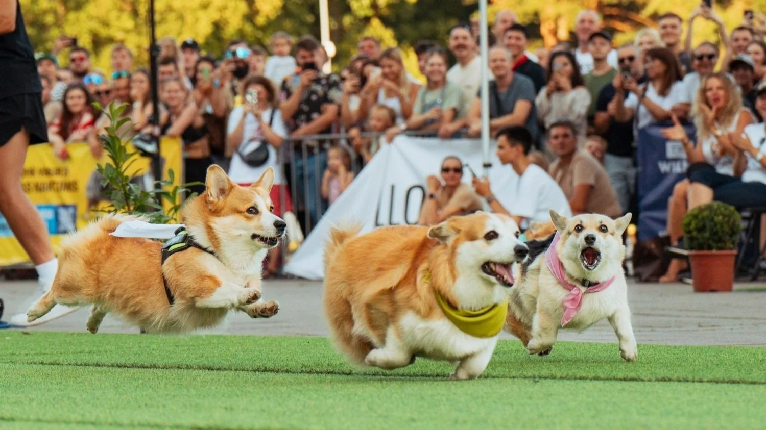 Corgi Race Vilnius 2025 | Join the Excitement