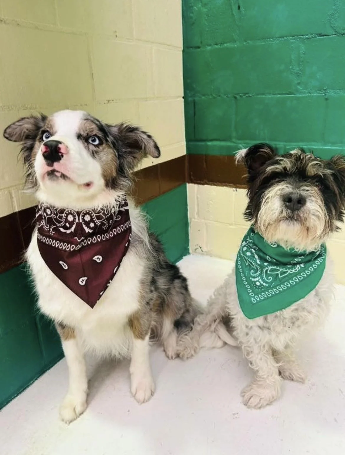 Woof n' Waggle - Dog Daycare, Dog Grooming & Dog Training Experts.