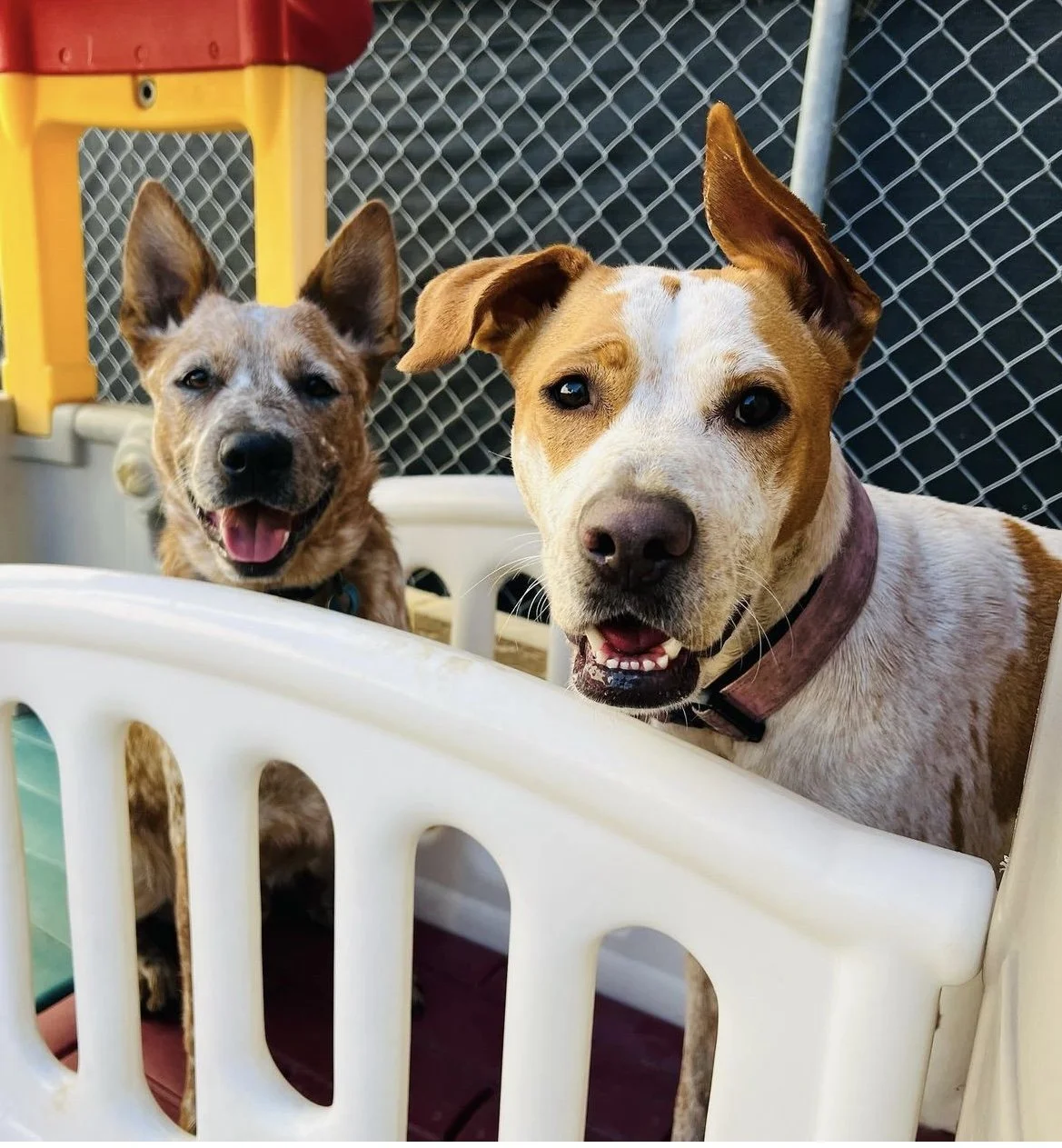 Woof n' Waggle- Perth's Best Dog Daycare, Dog Grooming & Training ...