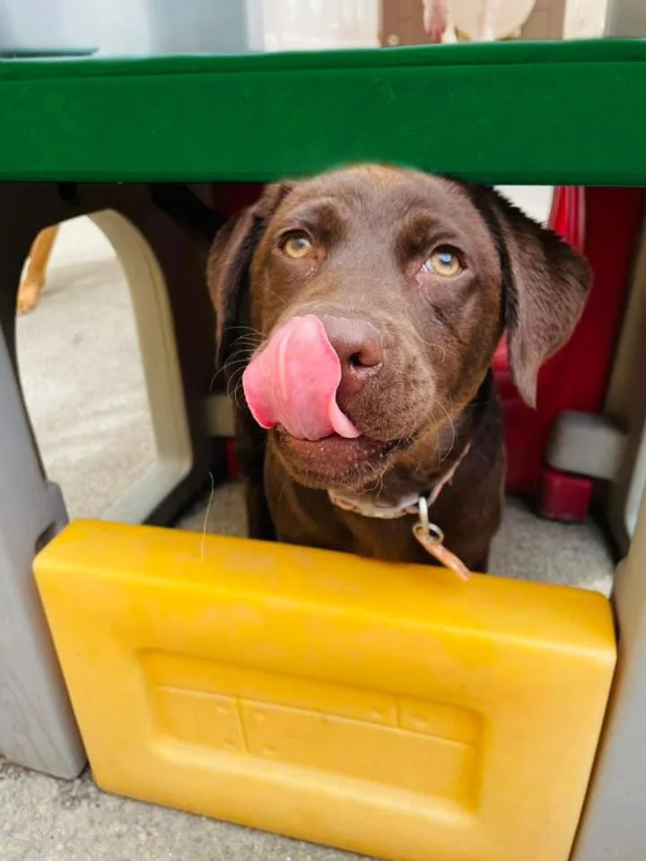 Woof n' Waggle- Perth's Best Dog Daycare, Dog Grooming & Training ...
