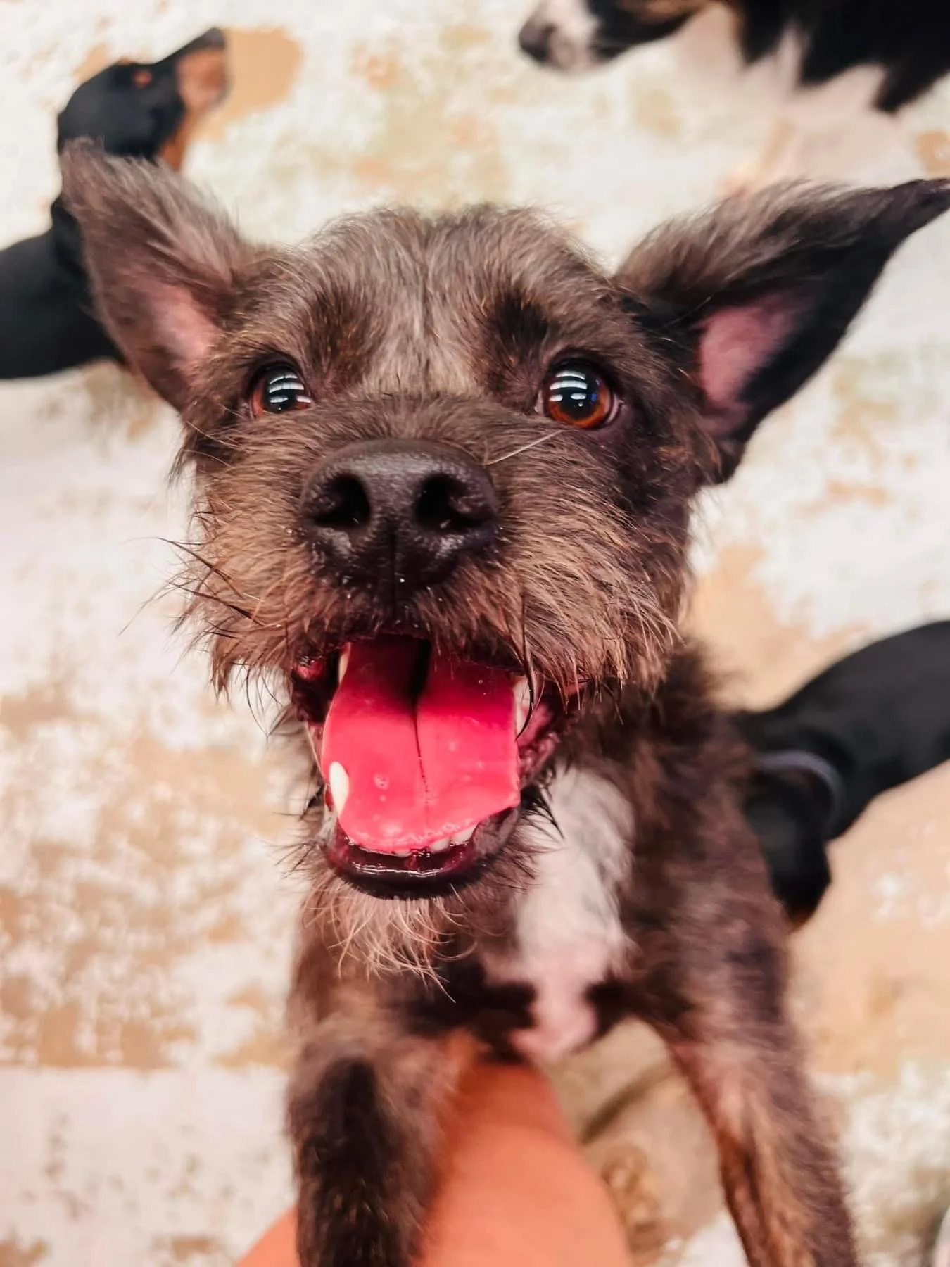 Woof n' Waggle- Perth's Best Dog Daycare, Dog Grooming & Training ...