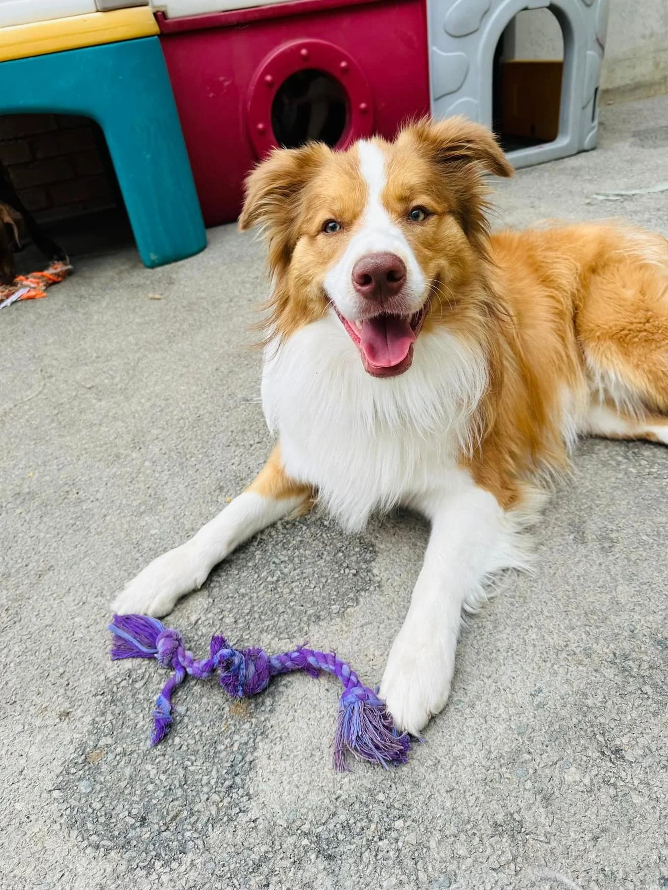 Woof n' Waggle- Perth's Best Dog Daycare, Dog Grooming & Training ...