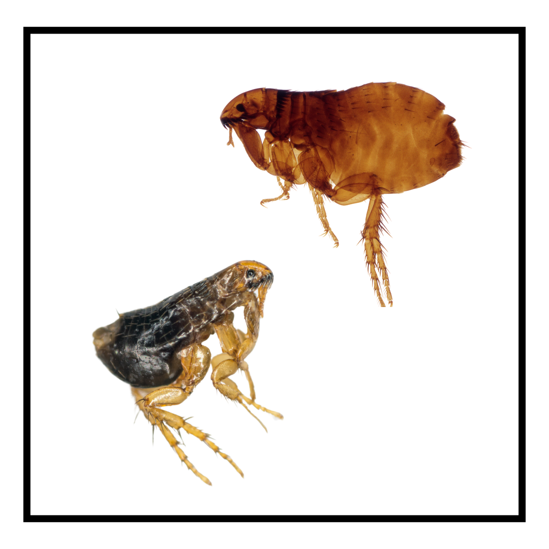 General 2 — SwatPestControl