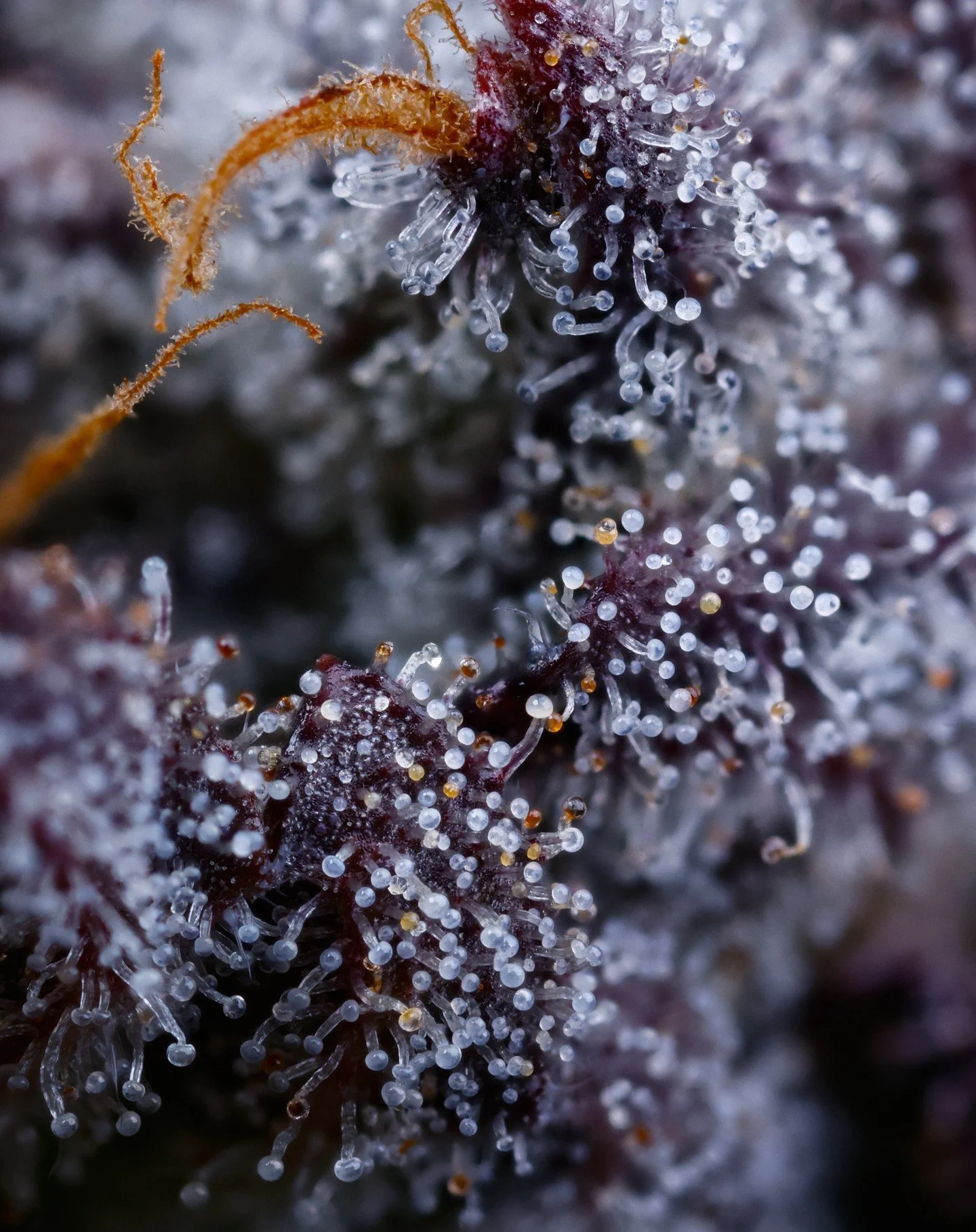 Canadian Craft Cannabis Co