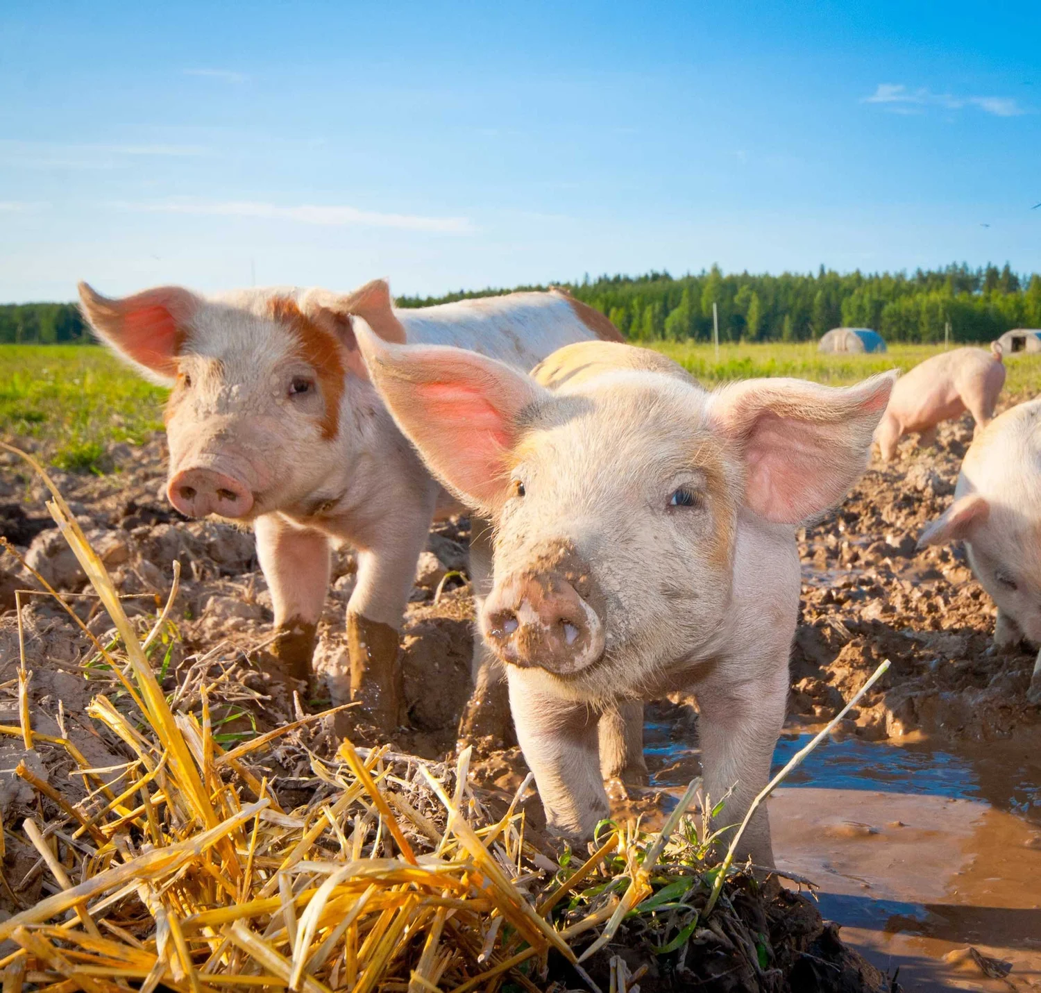 Daisyfield Pork — Daisyfield Pork