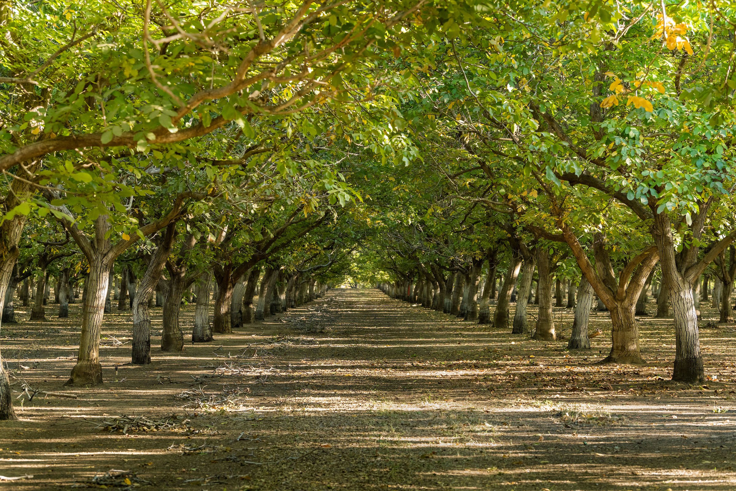 Storage & Usage — Mariani Nut Company