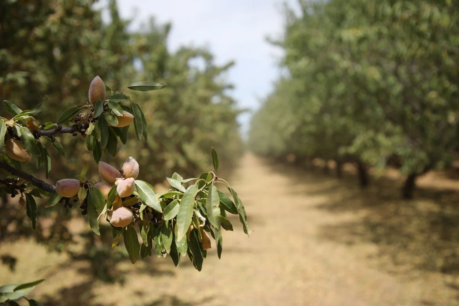 Almond and Walnut Lifecycles — Mariani Nut Company