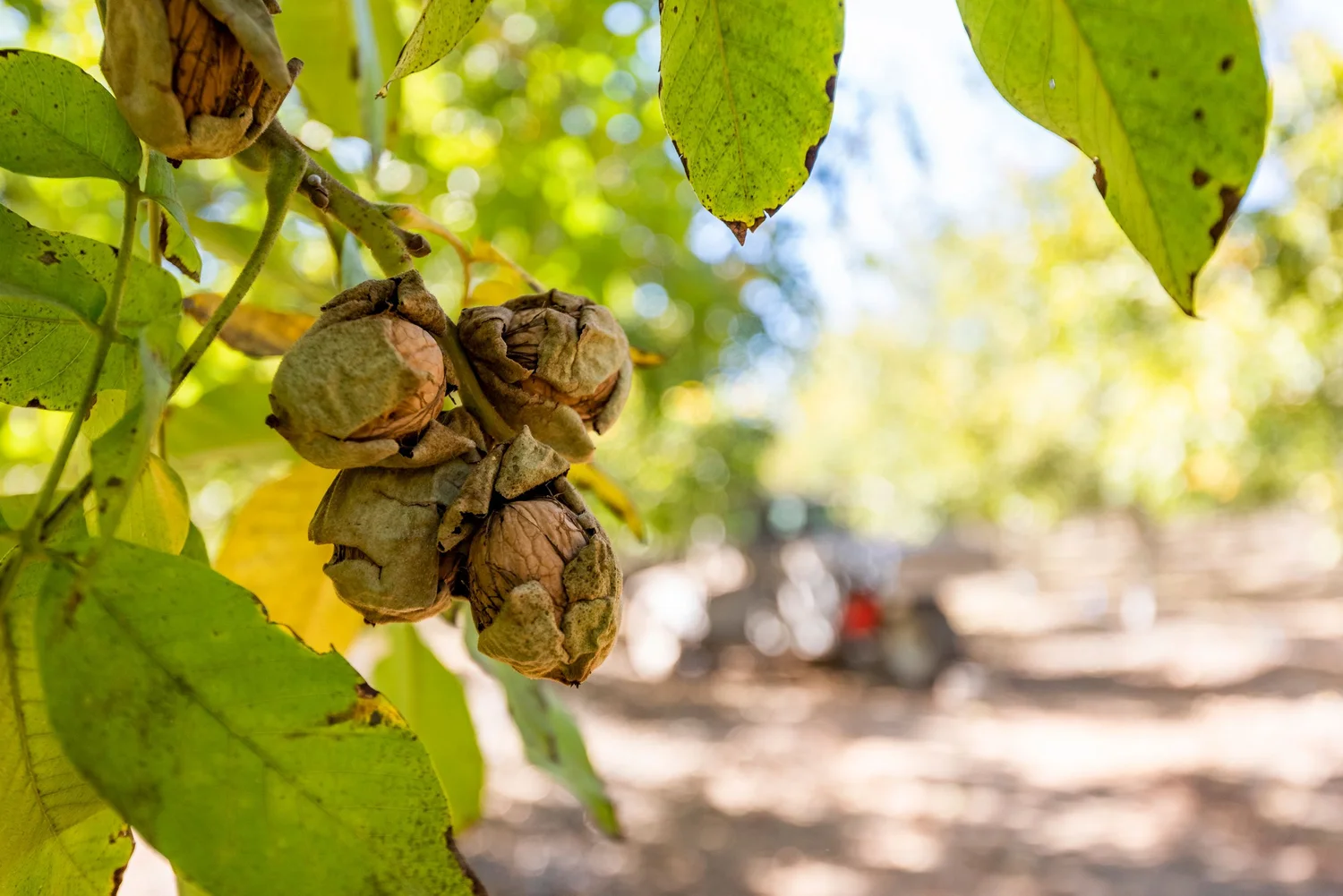 Almond and Walnut Lifecycles — Mariani Nut Company