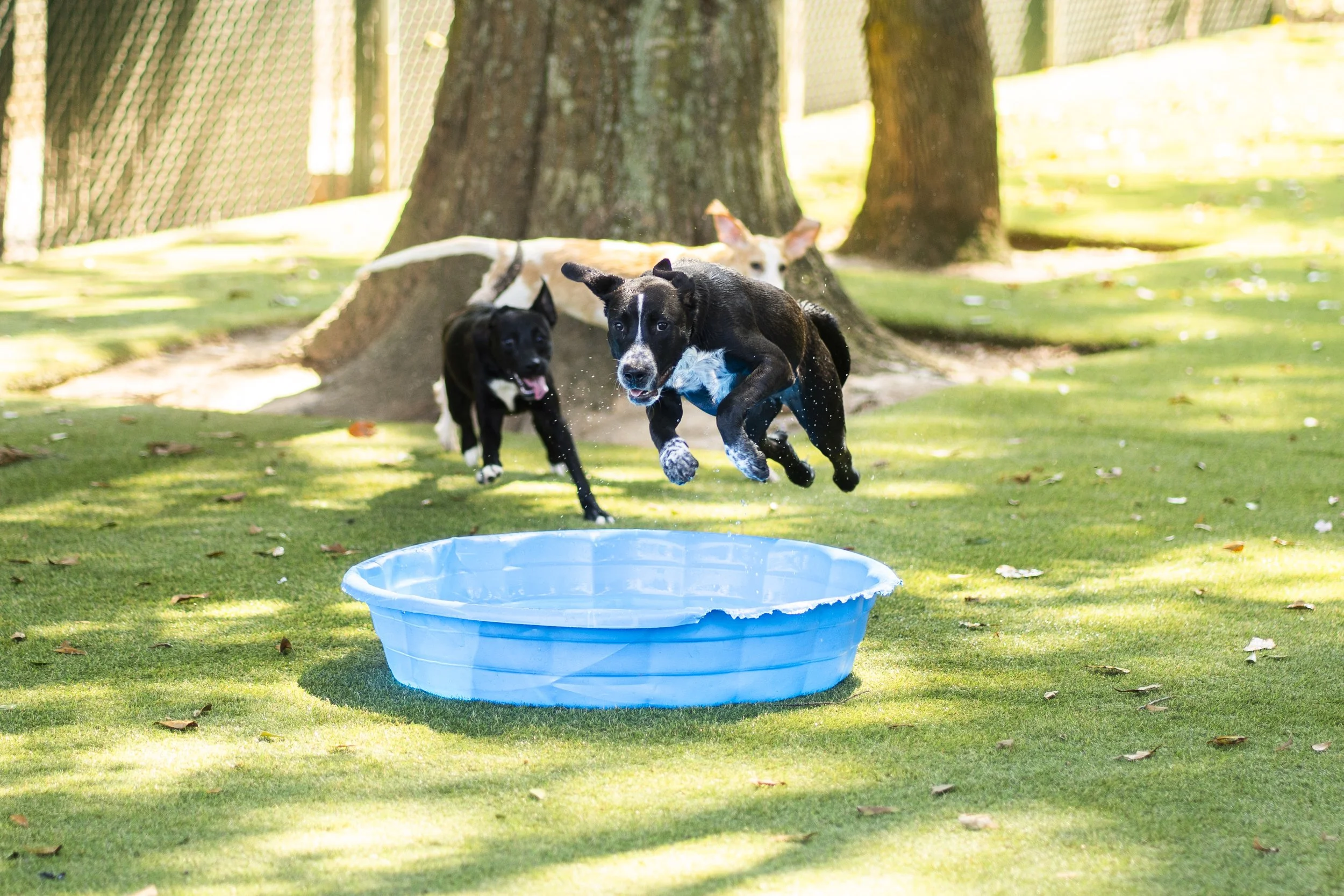 Available Dogs — Pearl River County SPCA