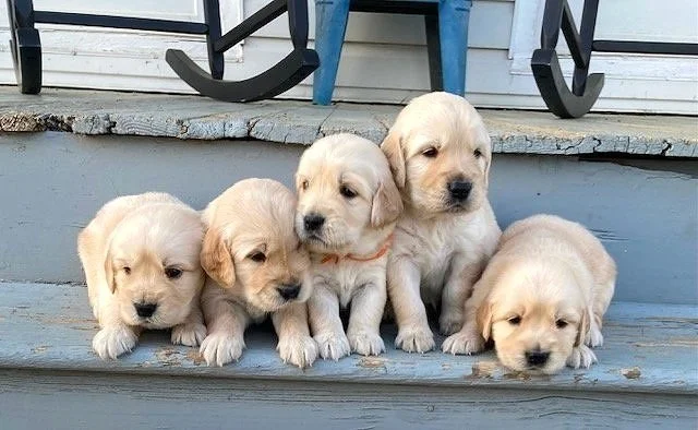 Long Lane Family Goldens | Find Your Perfect Family Dog Today