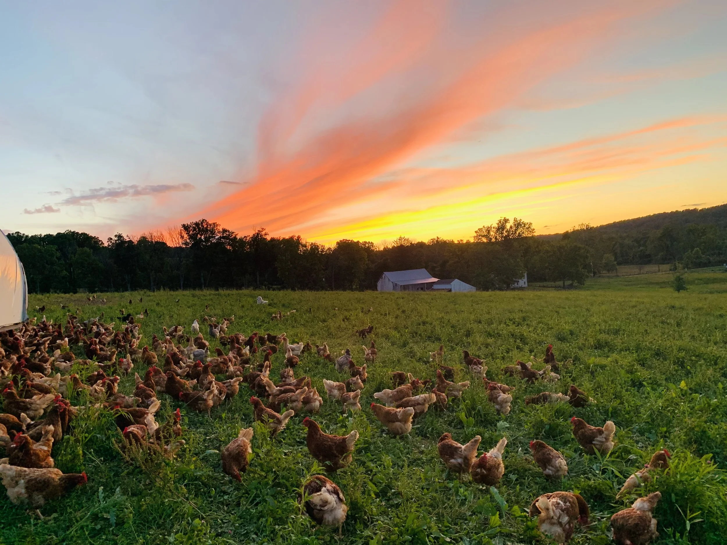 Local Bound • Badass Farms, Delivered