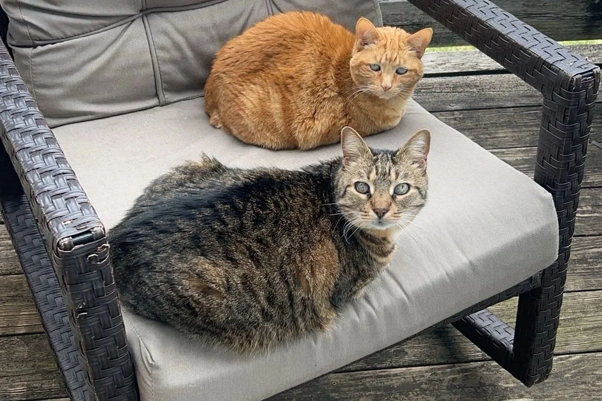 Team 1 — Cats&Crystals KC