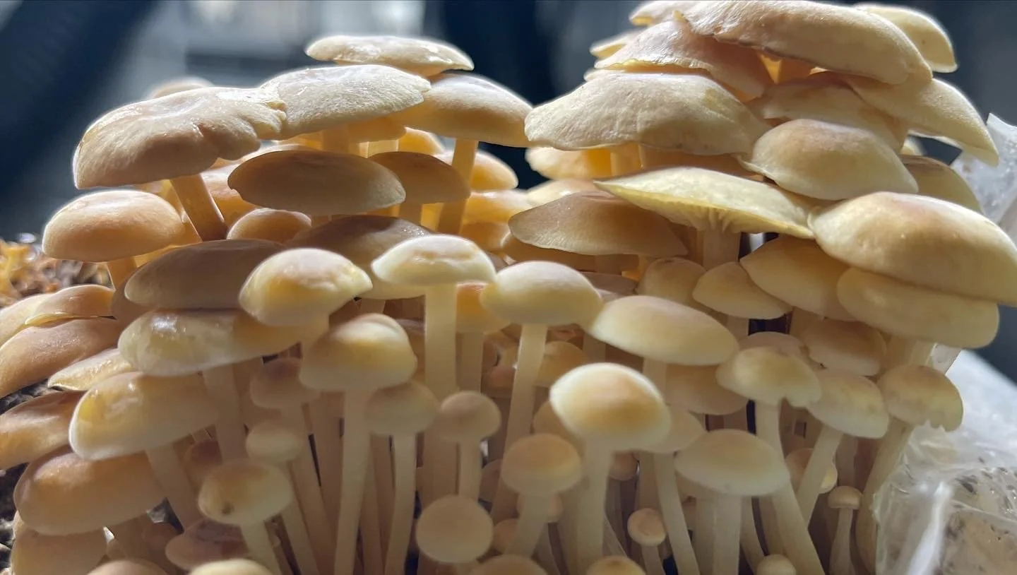 Gowin Valley Farms - Certified Naturally Grown Mushrooms, Chattanooga ...