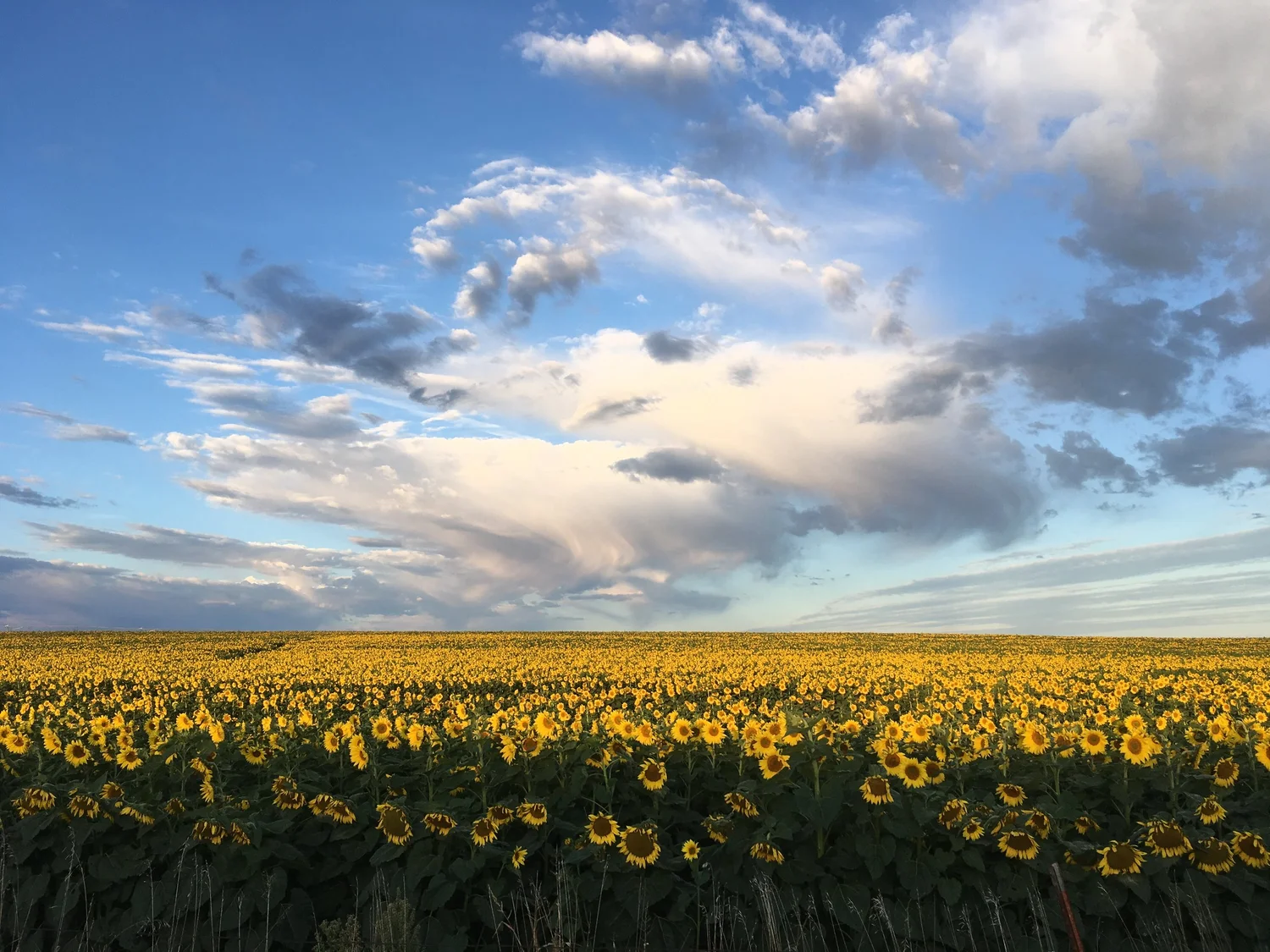 Recipes — Simply Sunflower