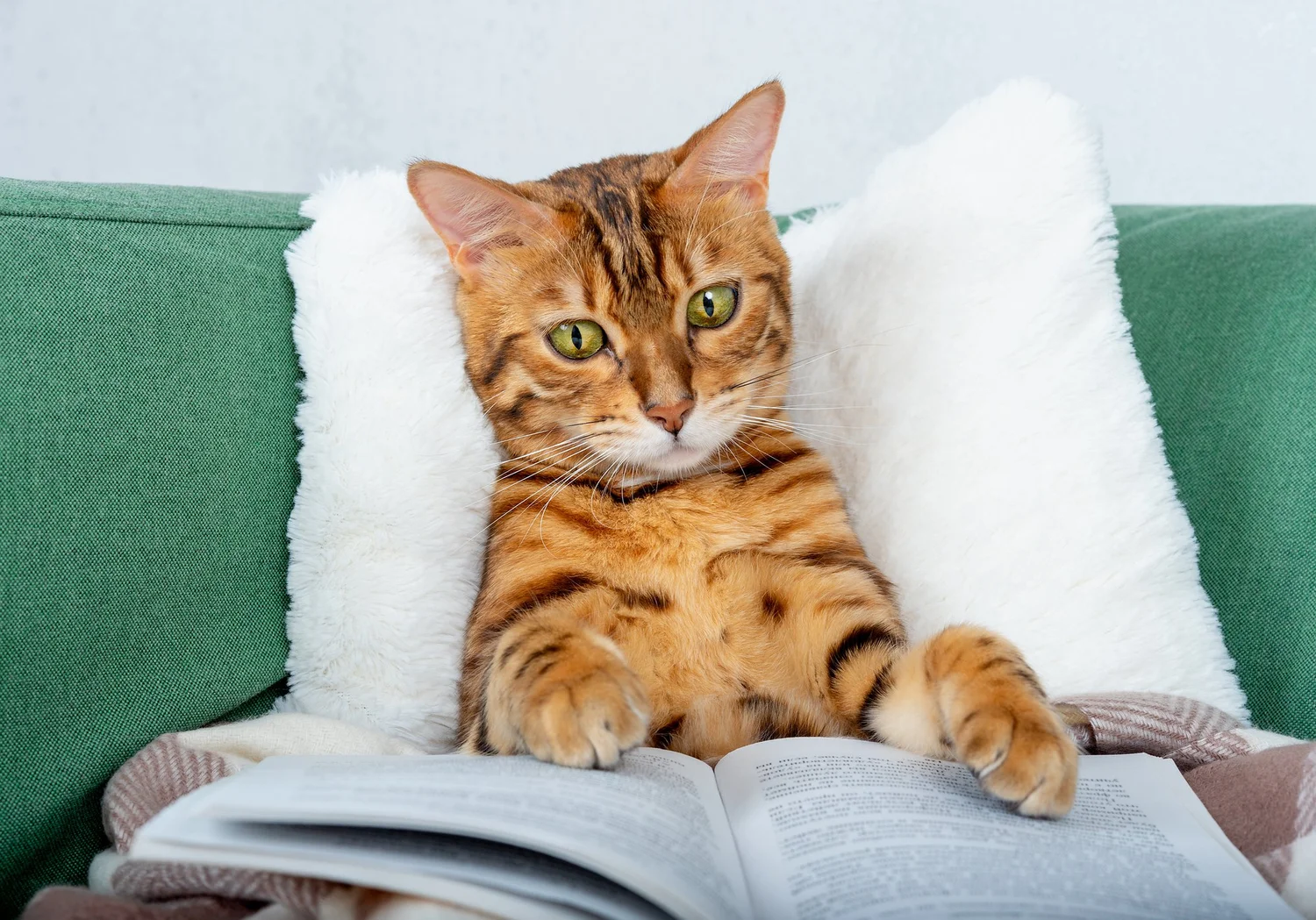 Cozy Mystery Books That Inspired Hallmark Mystery Movies — Cozy Crime Reads