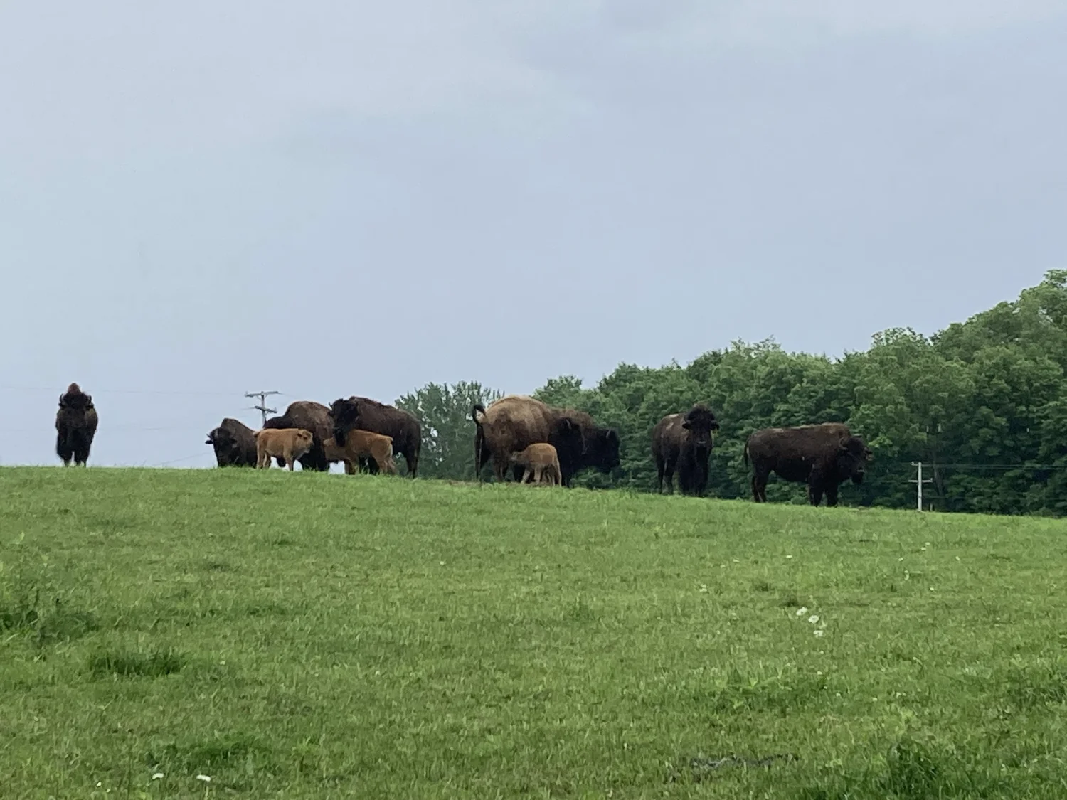 Timber Valley Bison | High-Quality Bison Meat | Local, Healthy ...