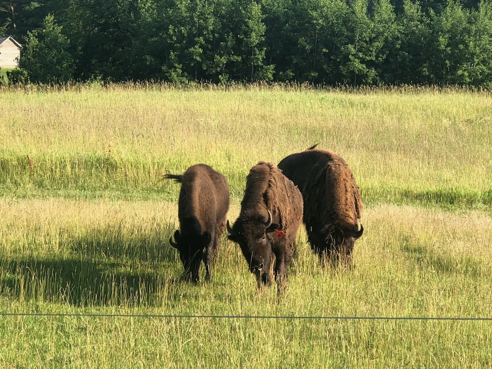 Timber Valley Bison | High-Quality Bison Meat | Local, Healthy ...