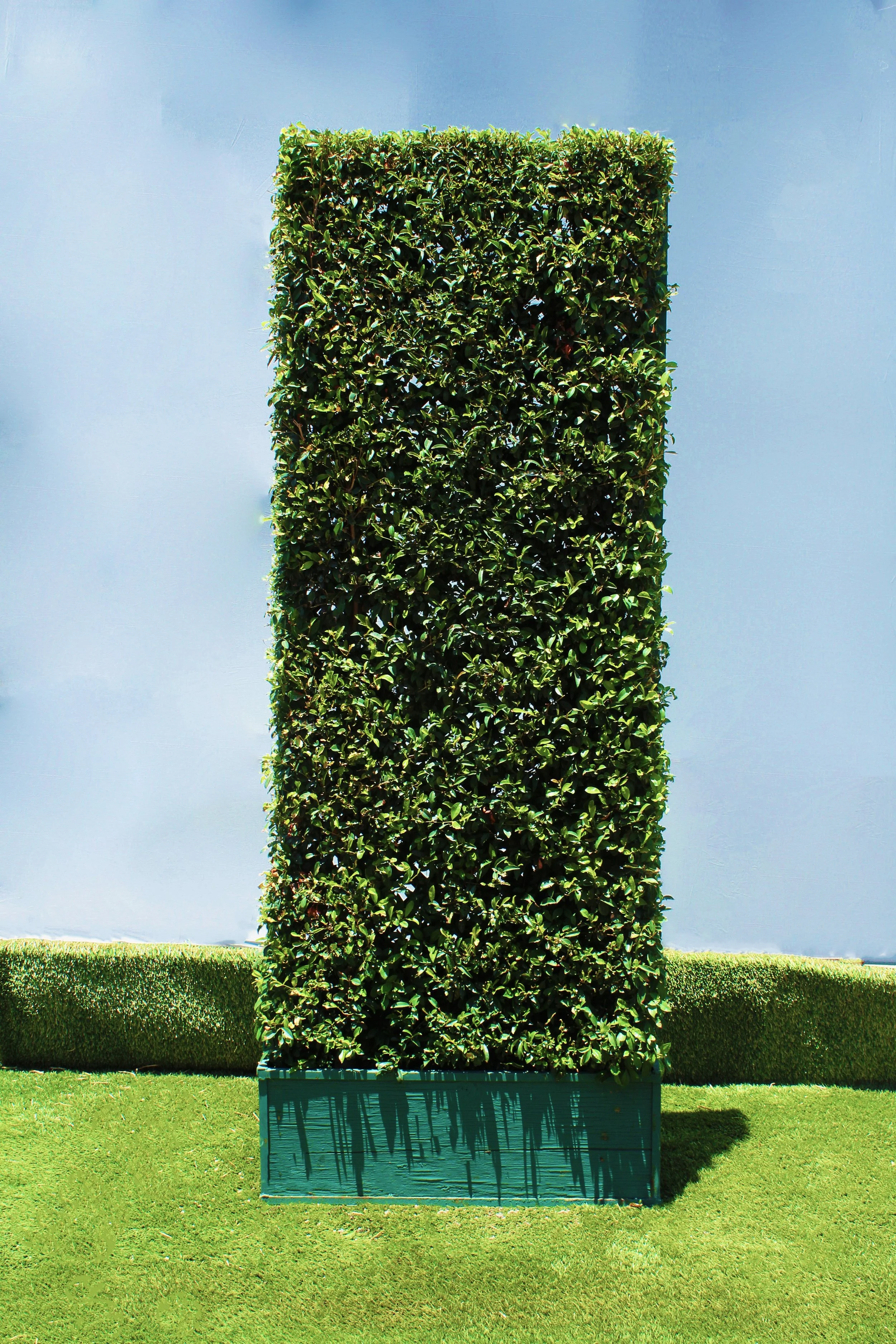 Eugenia Hedge Box 3'x8' — Evergreen Plant Rentals