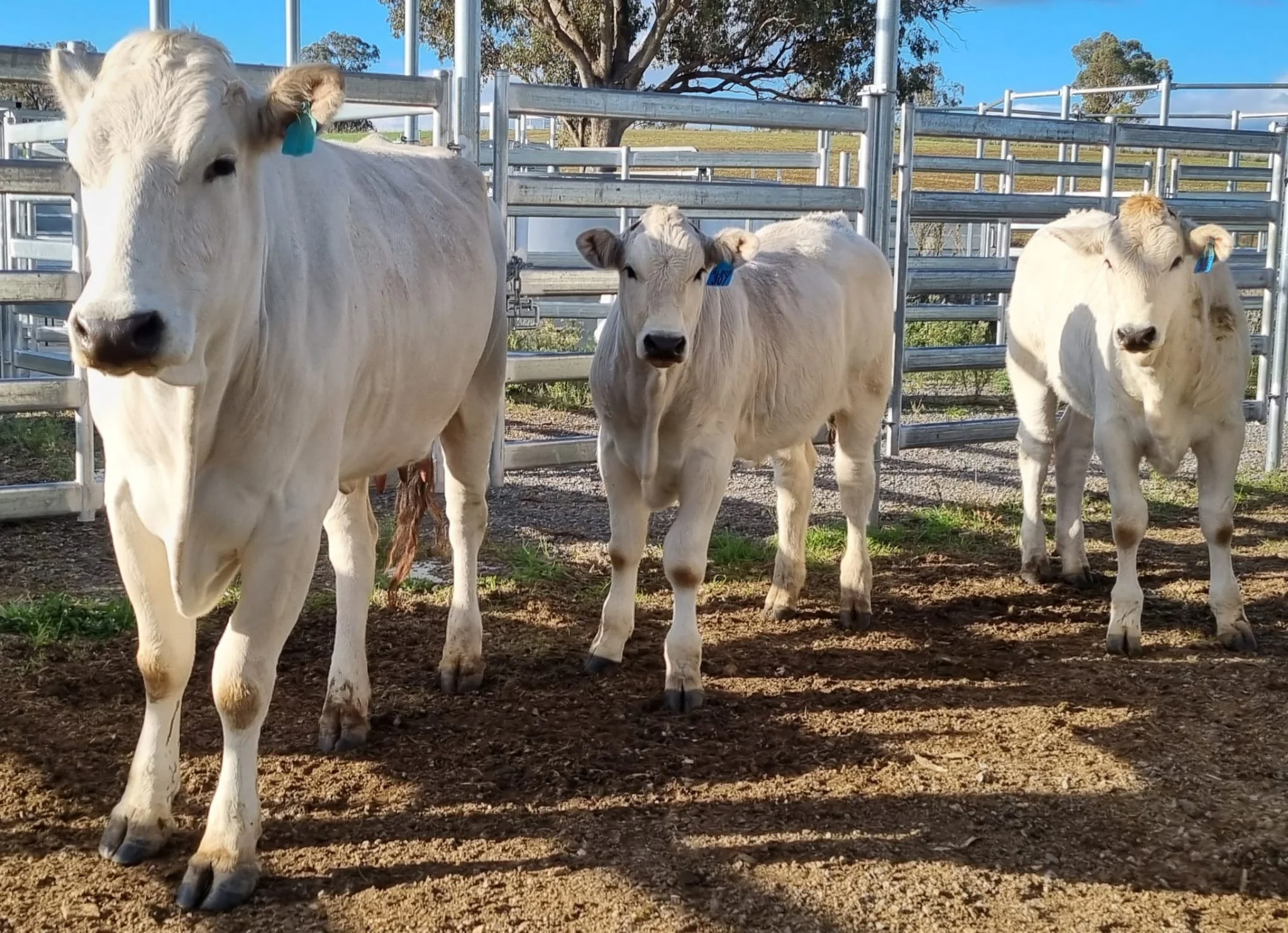 Cattle Sales — Tilda Chianina