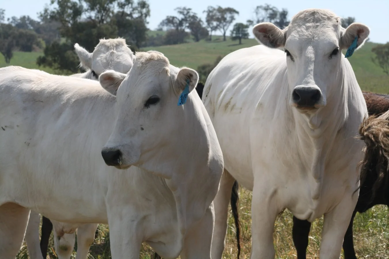 About Tilda Chianina — Tilda Chianina