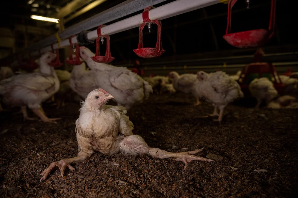Why chickens are trapped in their own bodies — Better Chicken Australia
