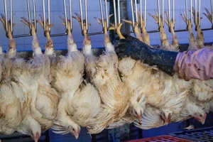 Better Chicken Australia