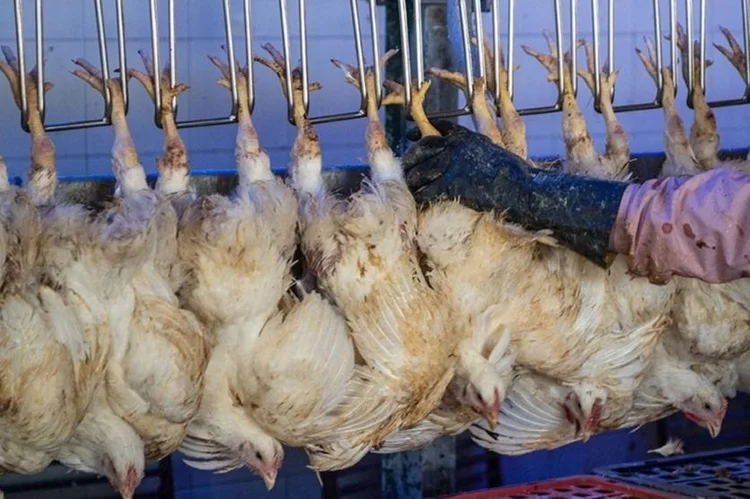 Better Chicken Australia