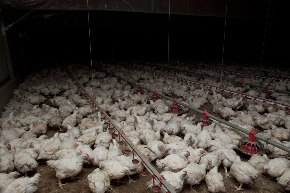 Better Chicken Australia