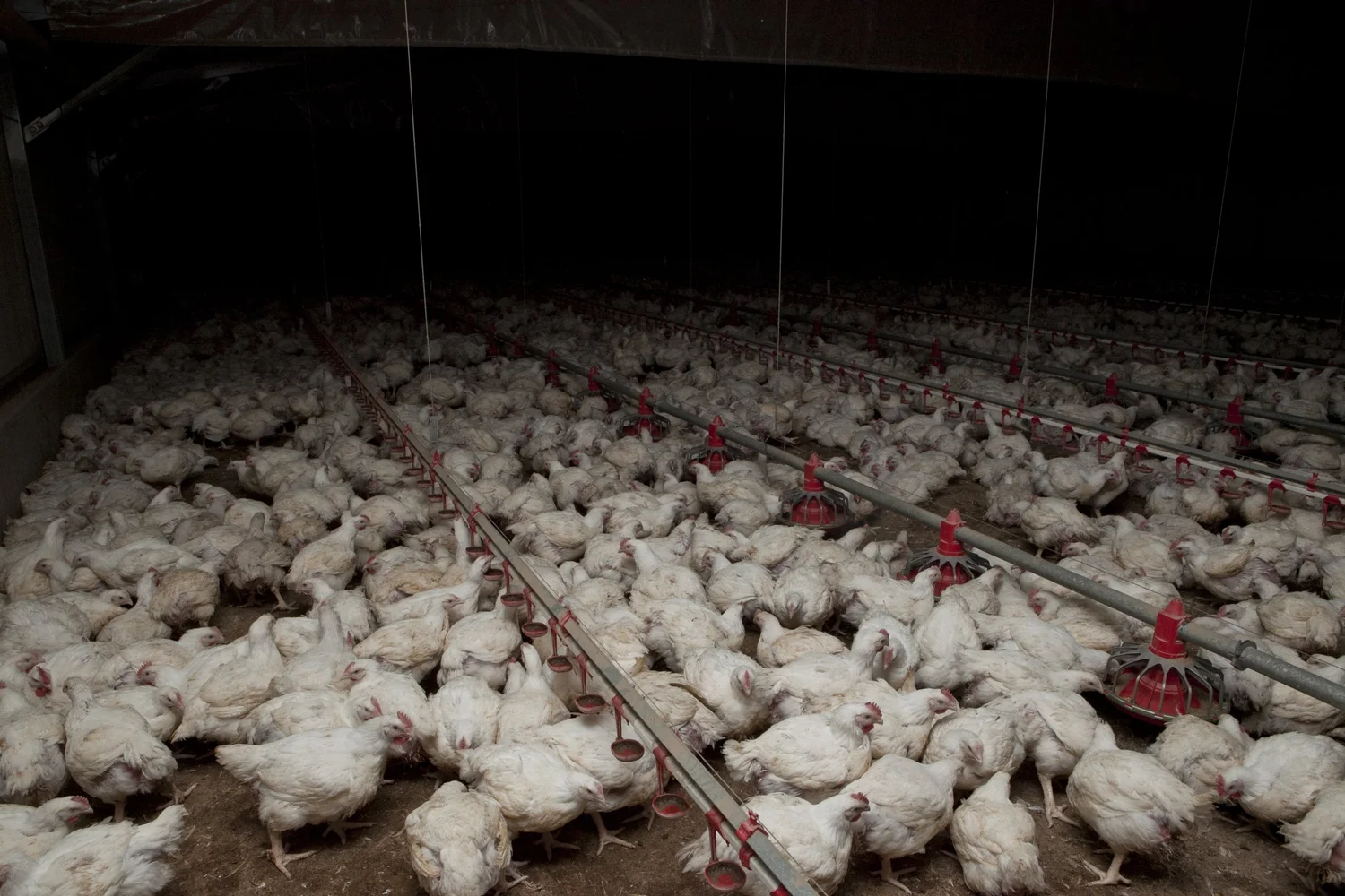 Better Chicken Australia