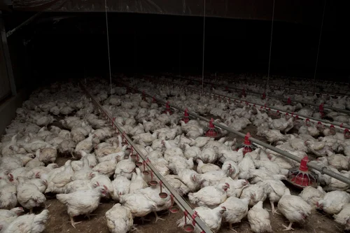 Better Chicken Australia