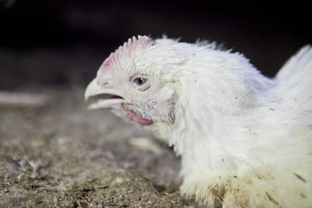 Survival of the Sickest — Better Chicken Australia
