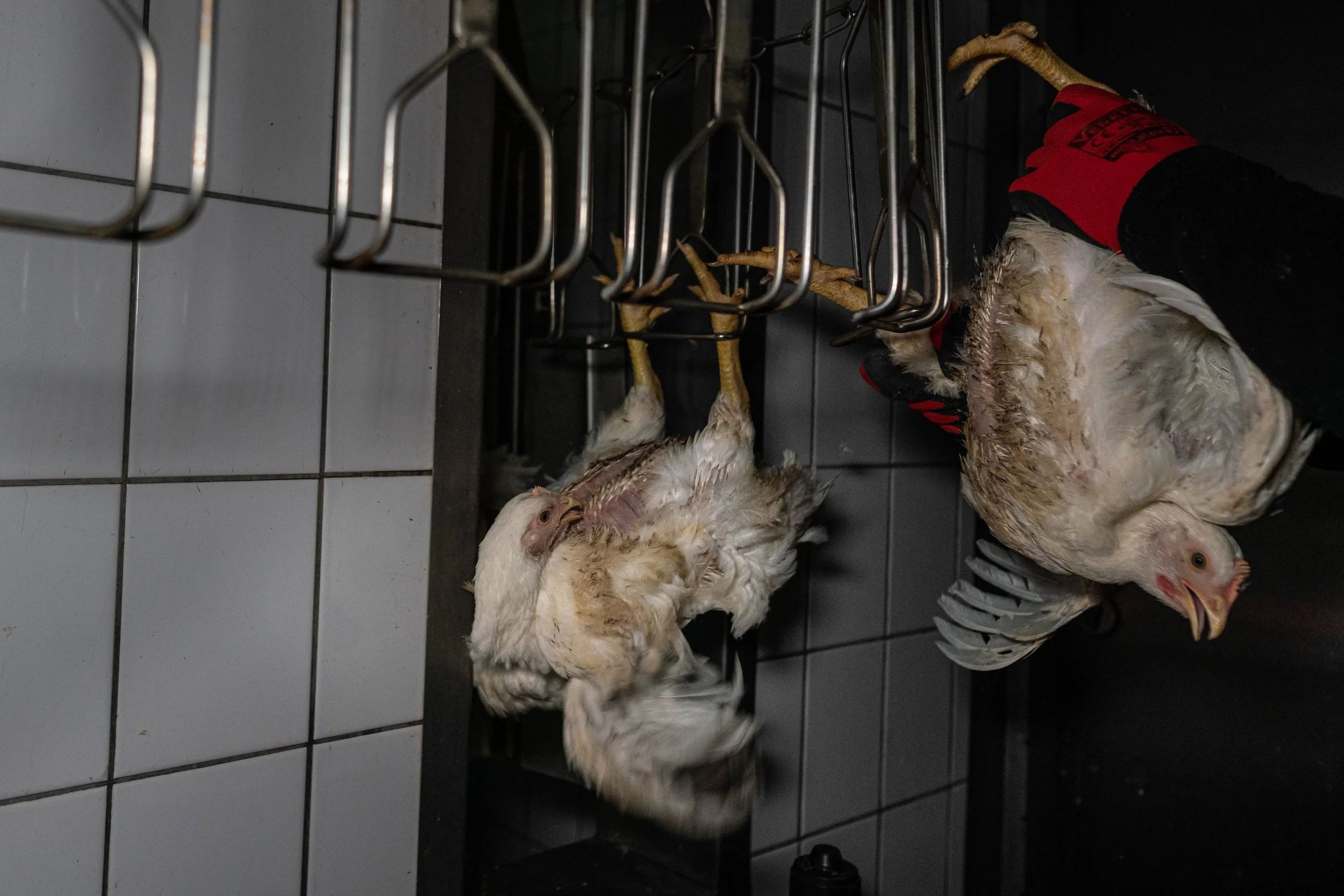 Welfare Issues — Better Chicken Australia