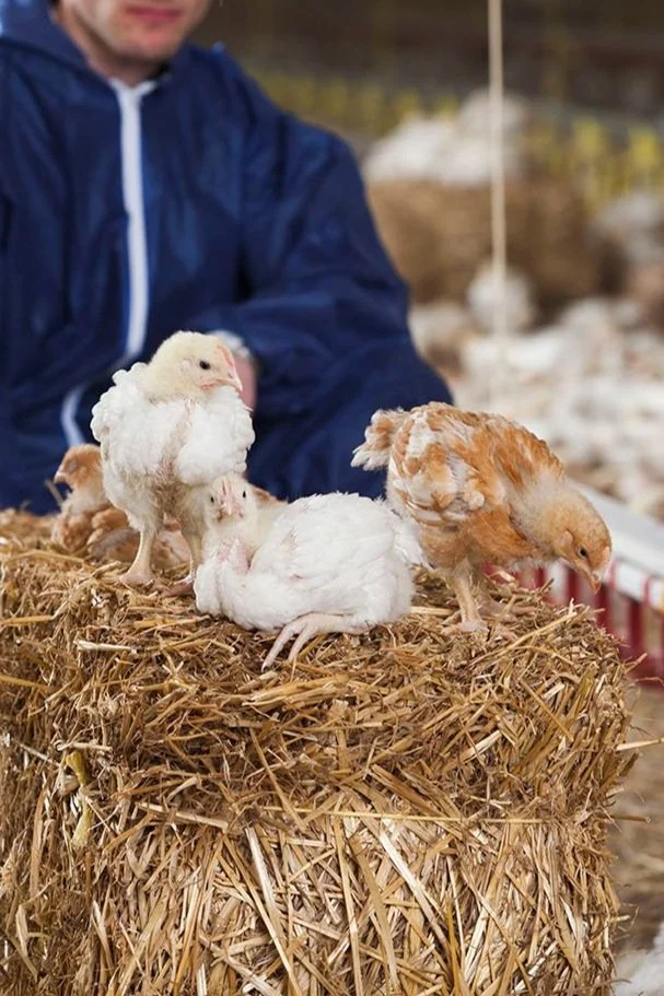 Take Action — Better Chicken Australia