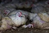 Welfare Issues — Better Chicken Australia