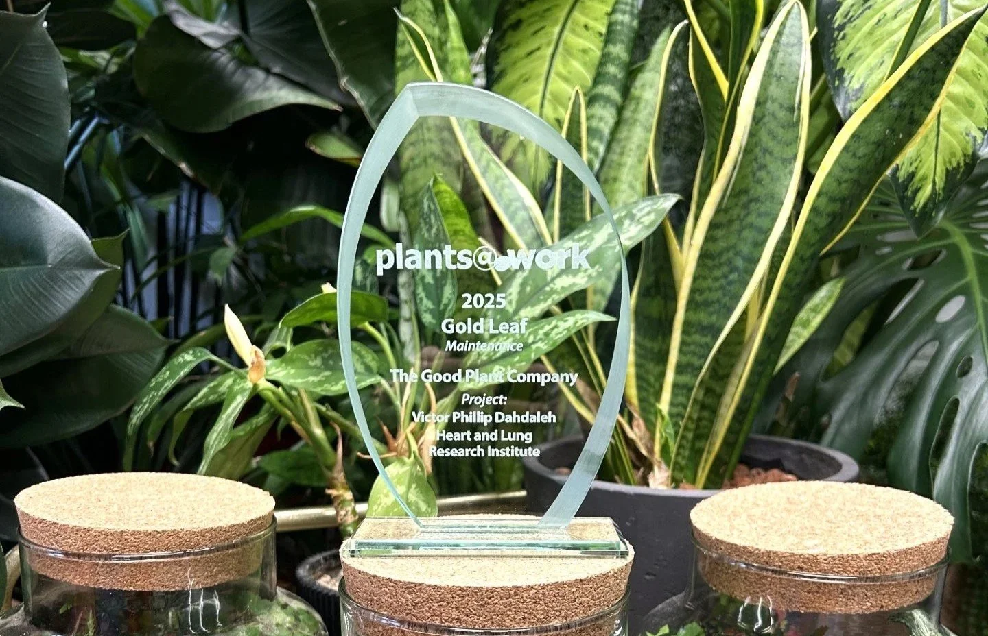 Gold award for maintenance of office plants — The Good Plant Company