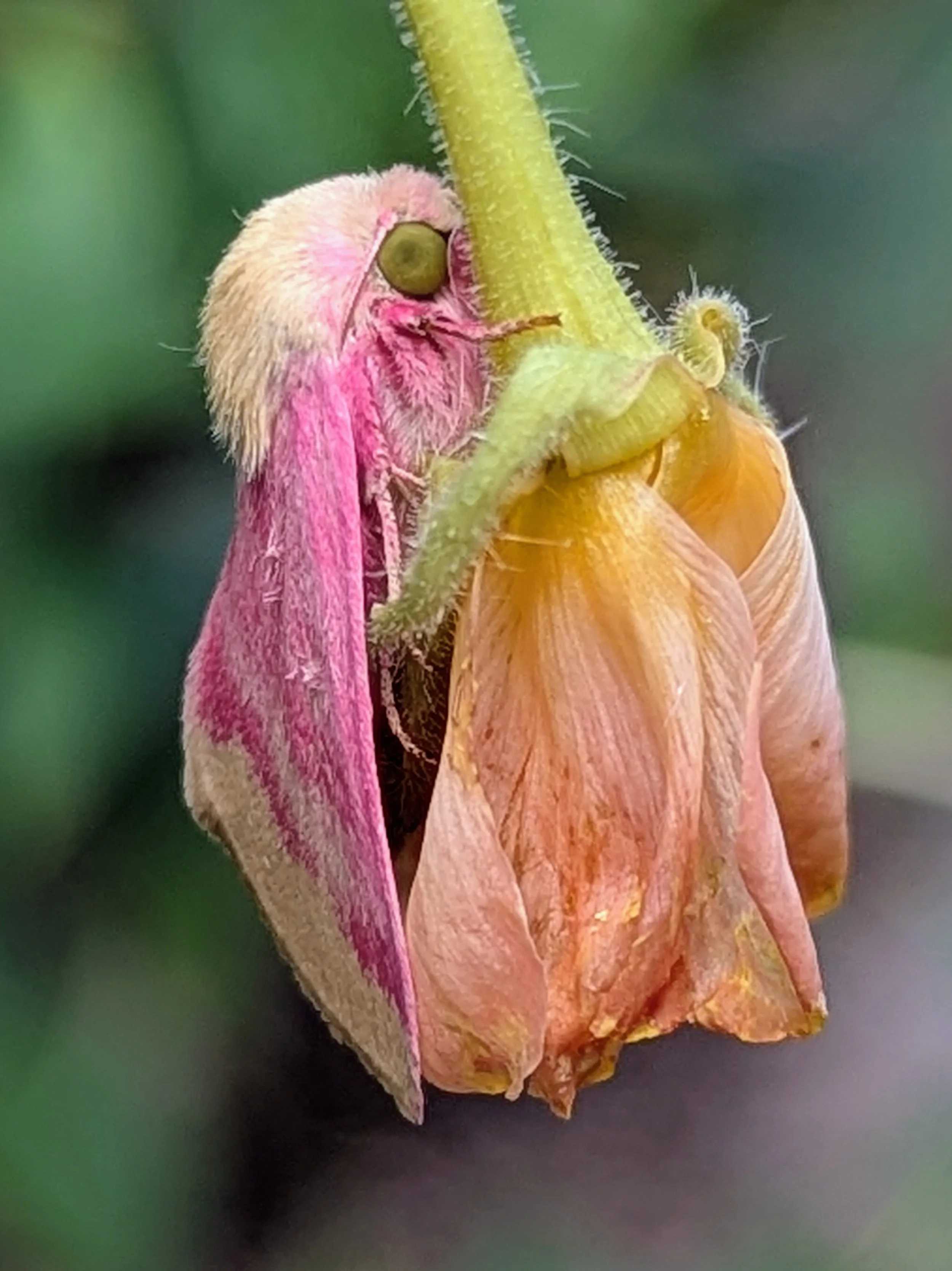 Primrose Moth - Christine Sparks — Apothecary Artists and Gallery